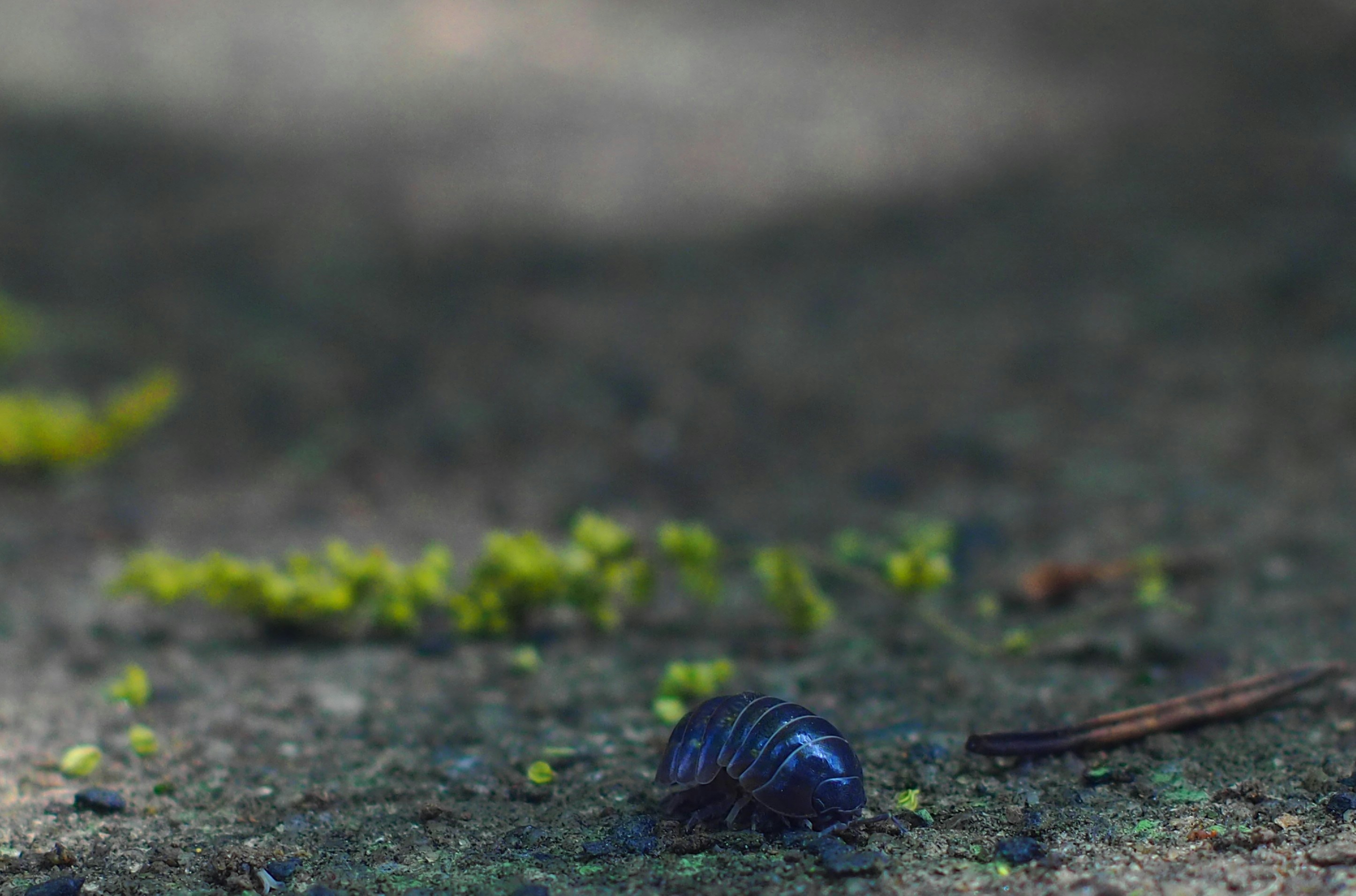 A bug crawling on the ground next to a plant photo – Free Animal Image ...