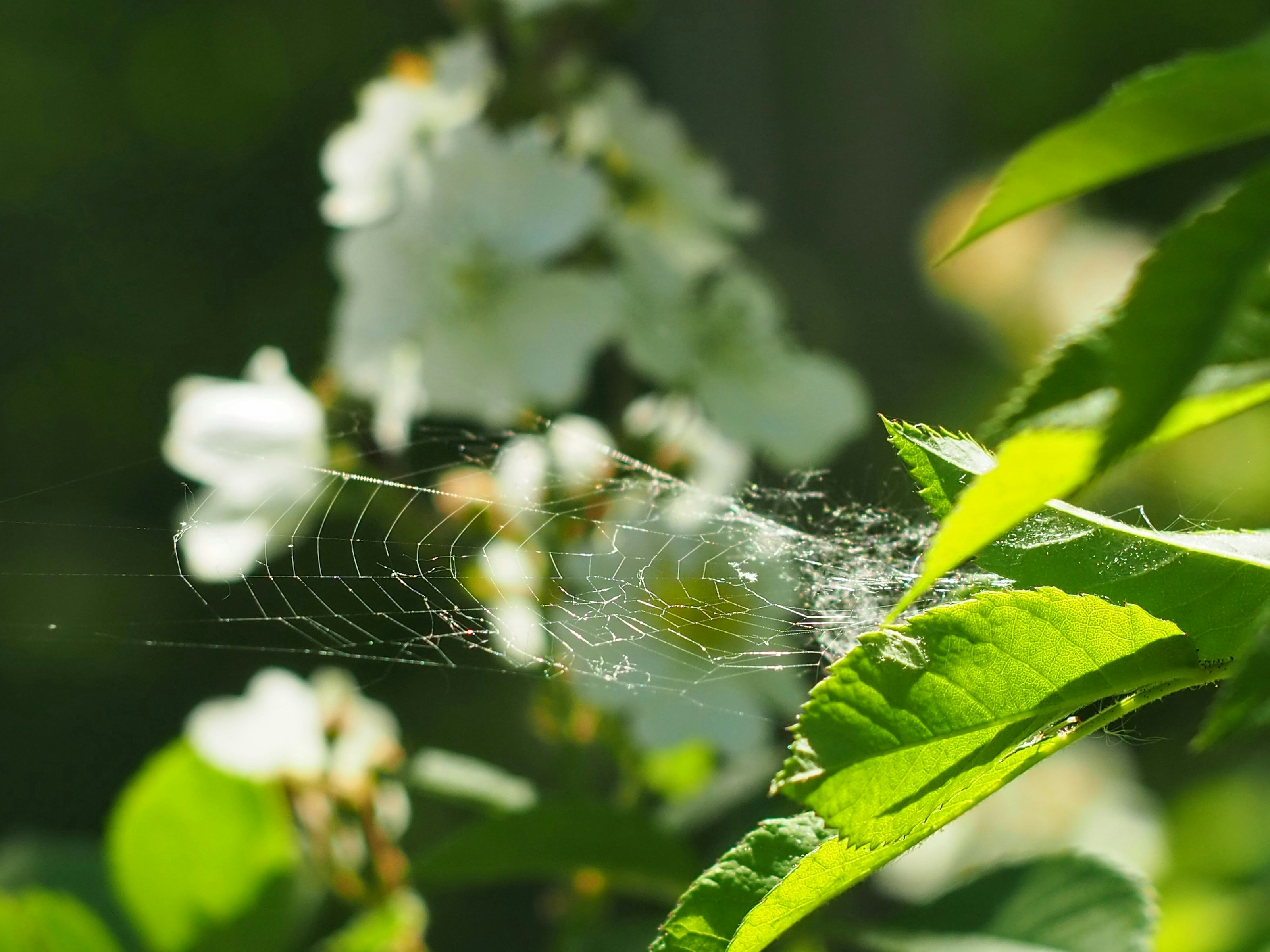 Silk in the Sun: A Web Framed by Green Leaves
