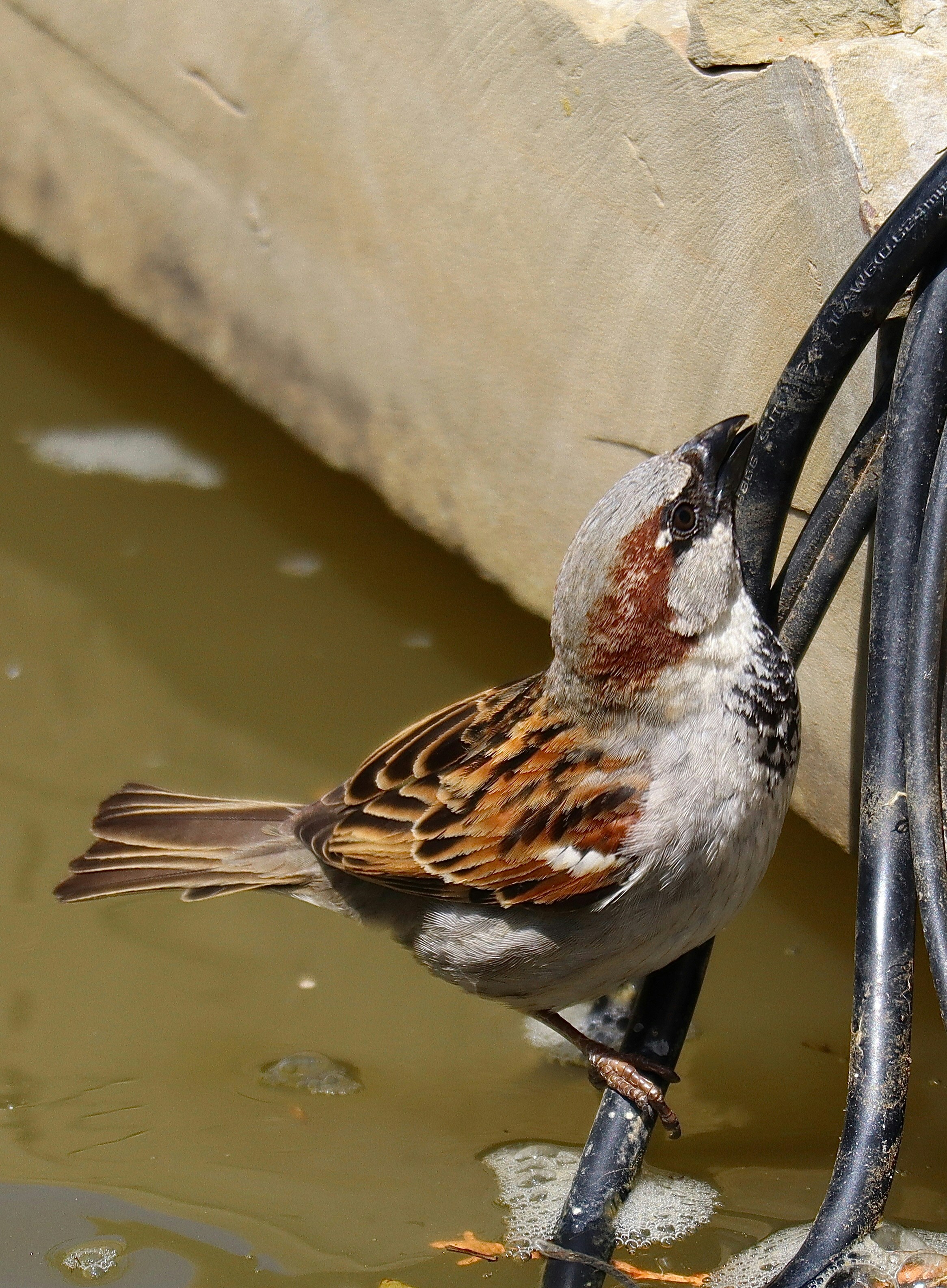 Sparrow at the Wire: a Quiet Moment by Stone and Water