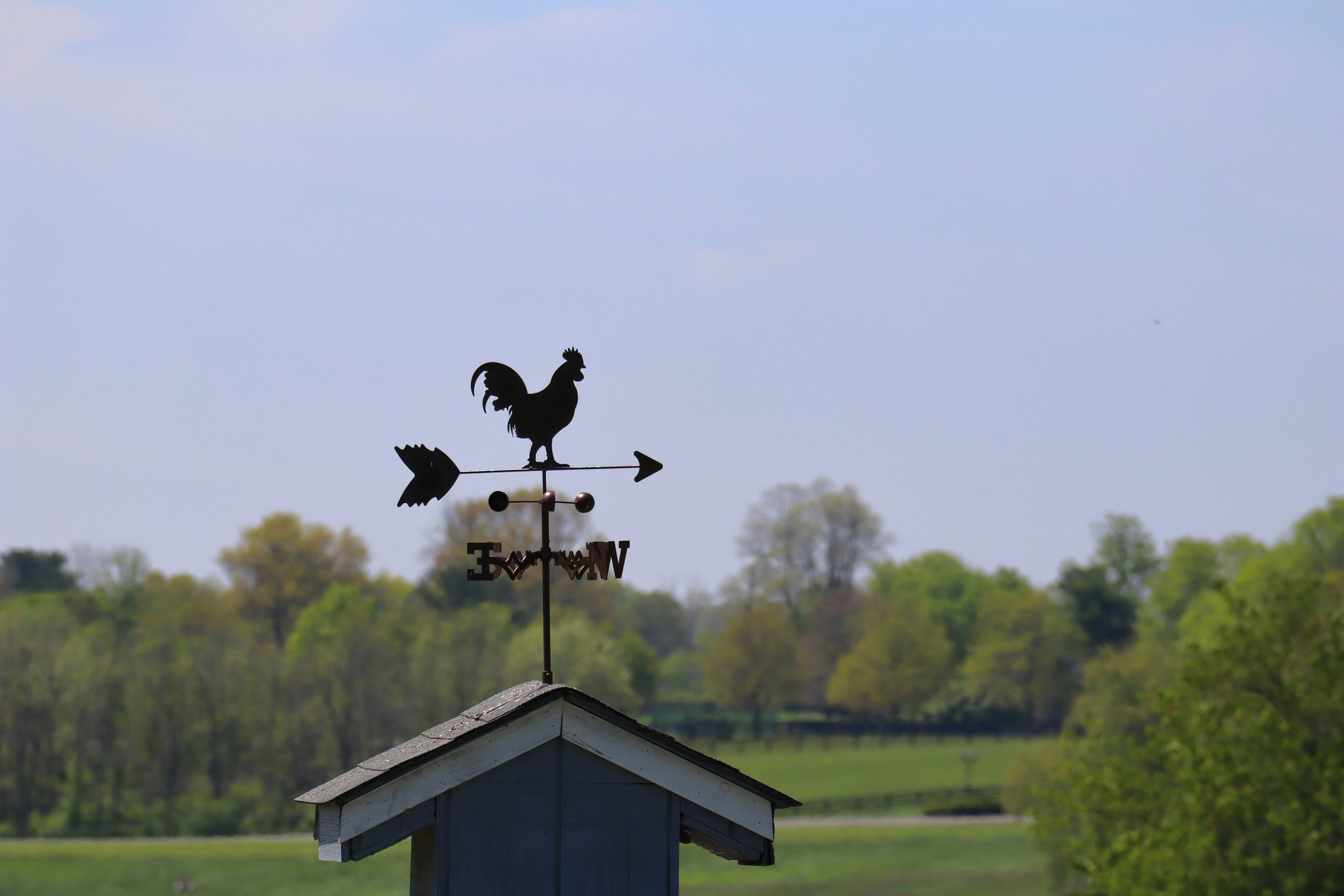 Weathered Rooster Weather Vane Above a Quiet Blue Roof