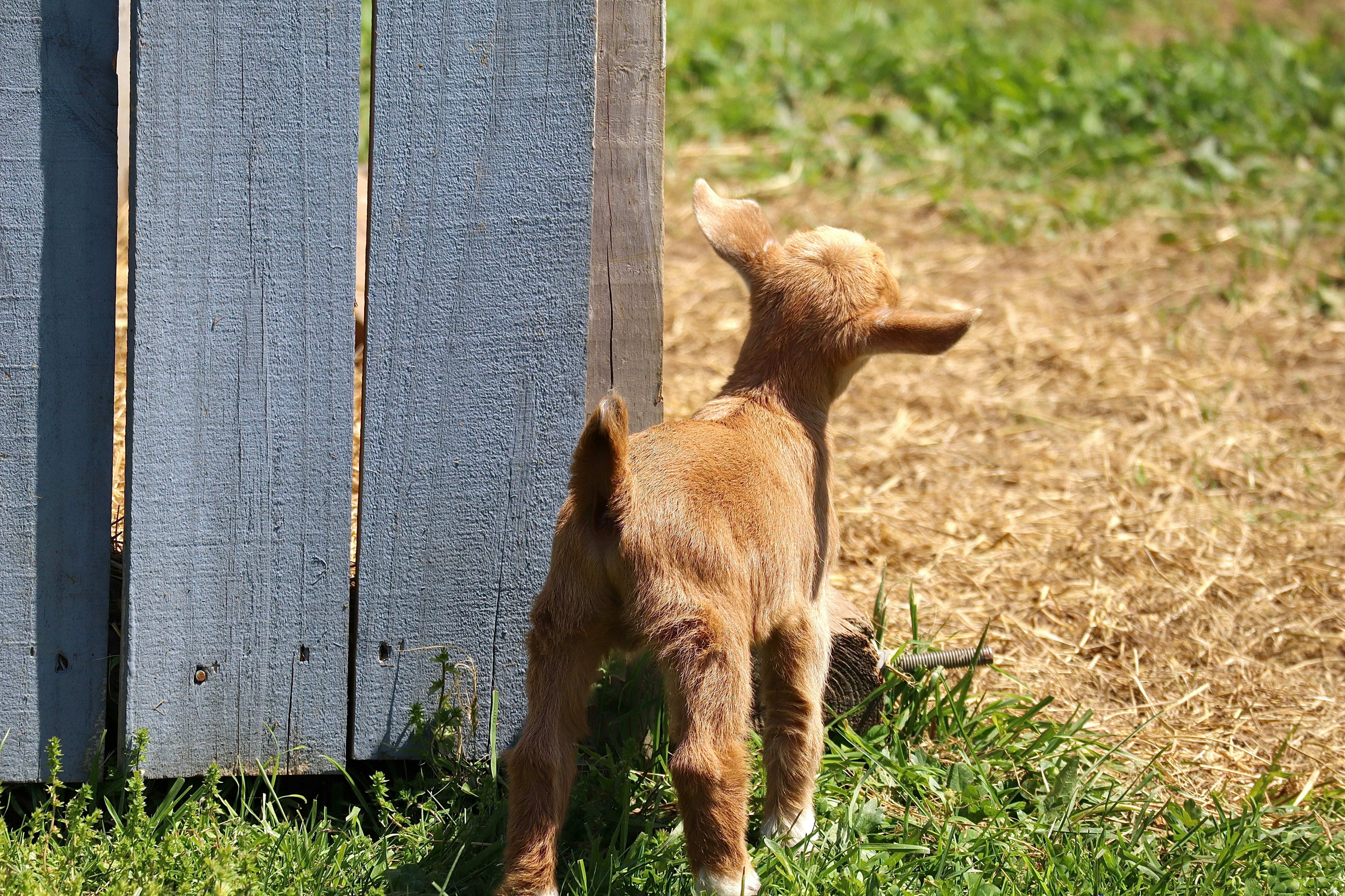 Sunlit Curiosity: A Goat Kid Pauses by Weathered Fence