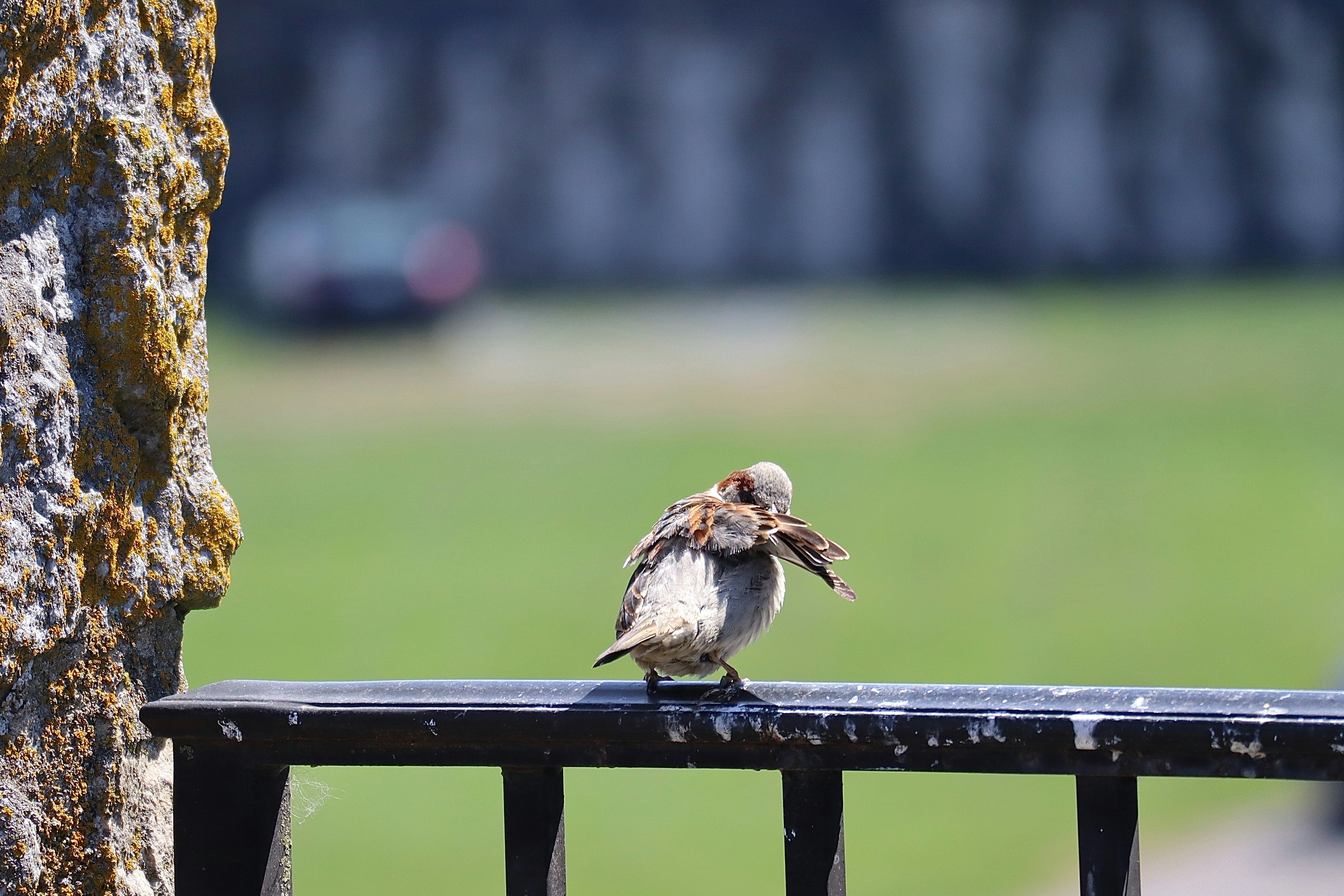 Tiny Bird on Guard against a Sunlit Fence