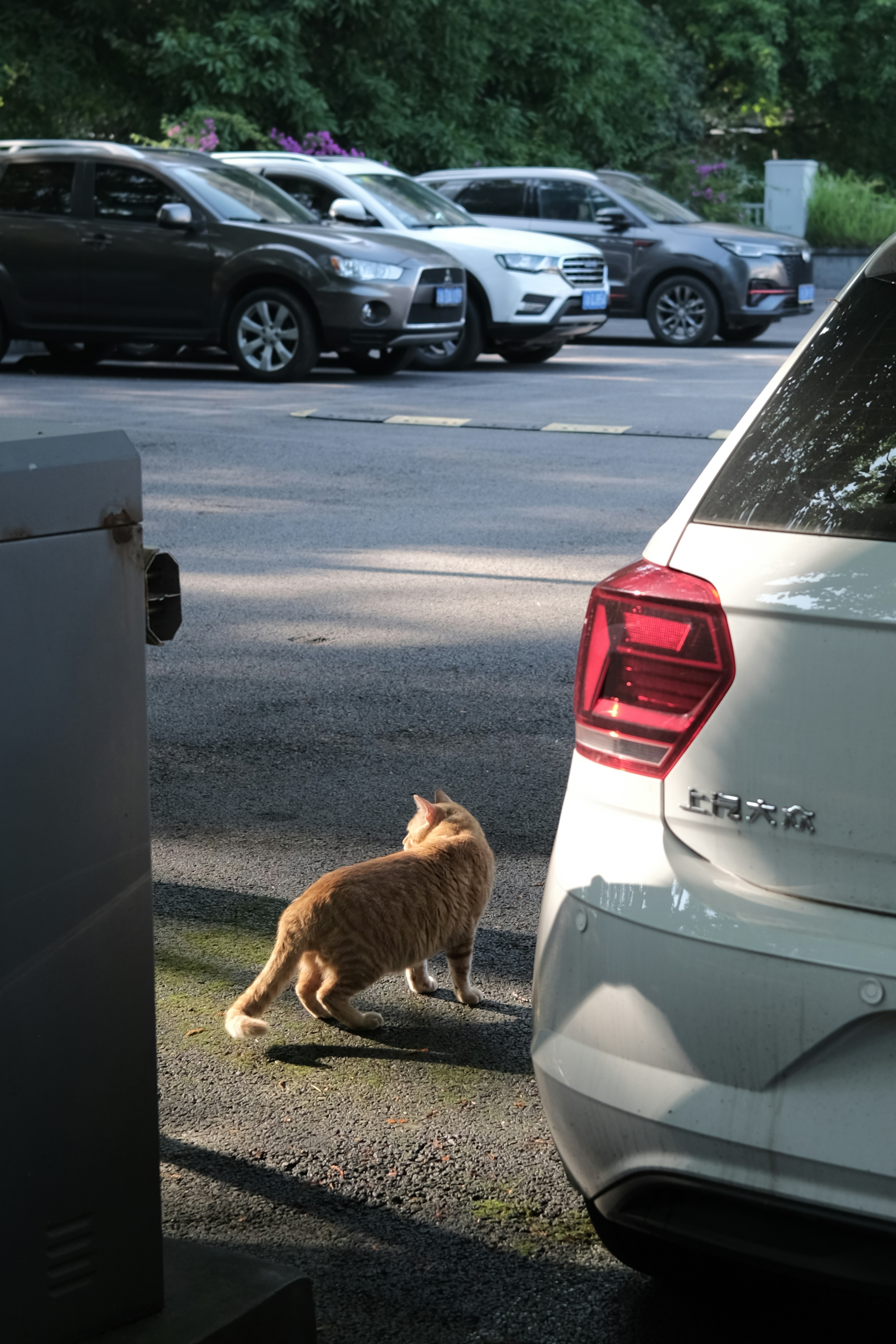 Sunny Street Stalker: a ginger cat surveys a parking lot from beside a white SUV