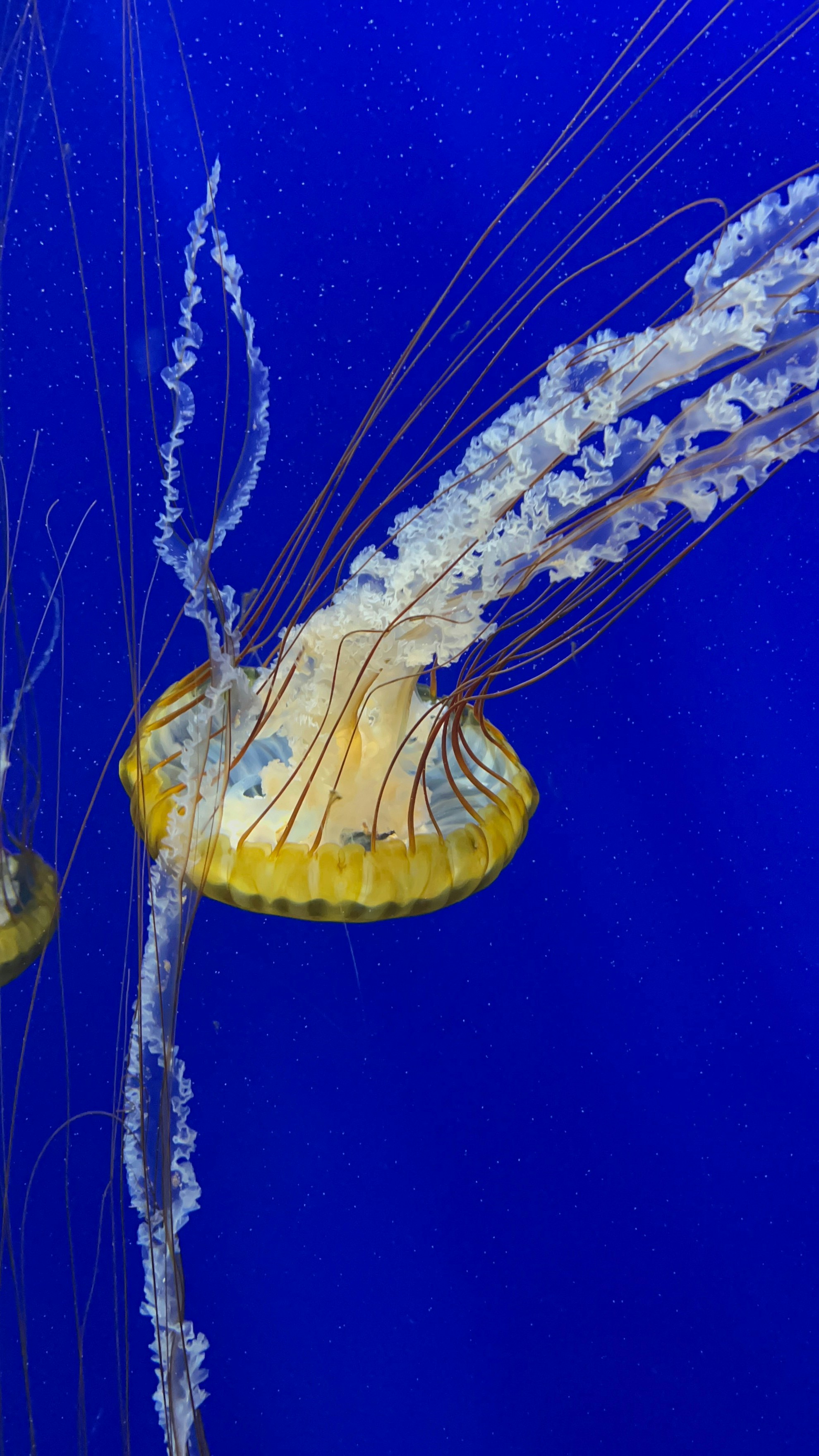 The Ethereal Dance of Jellyfish