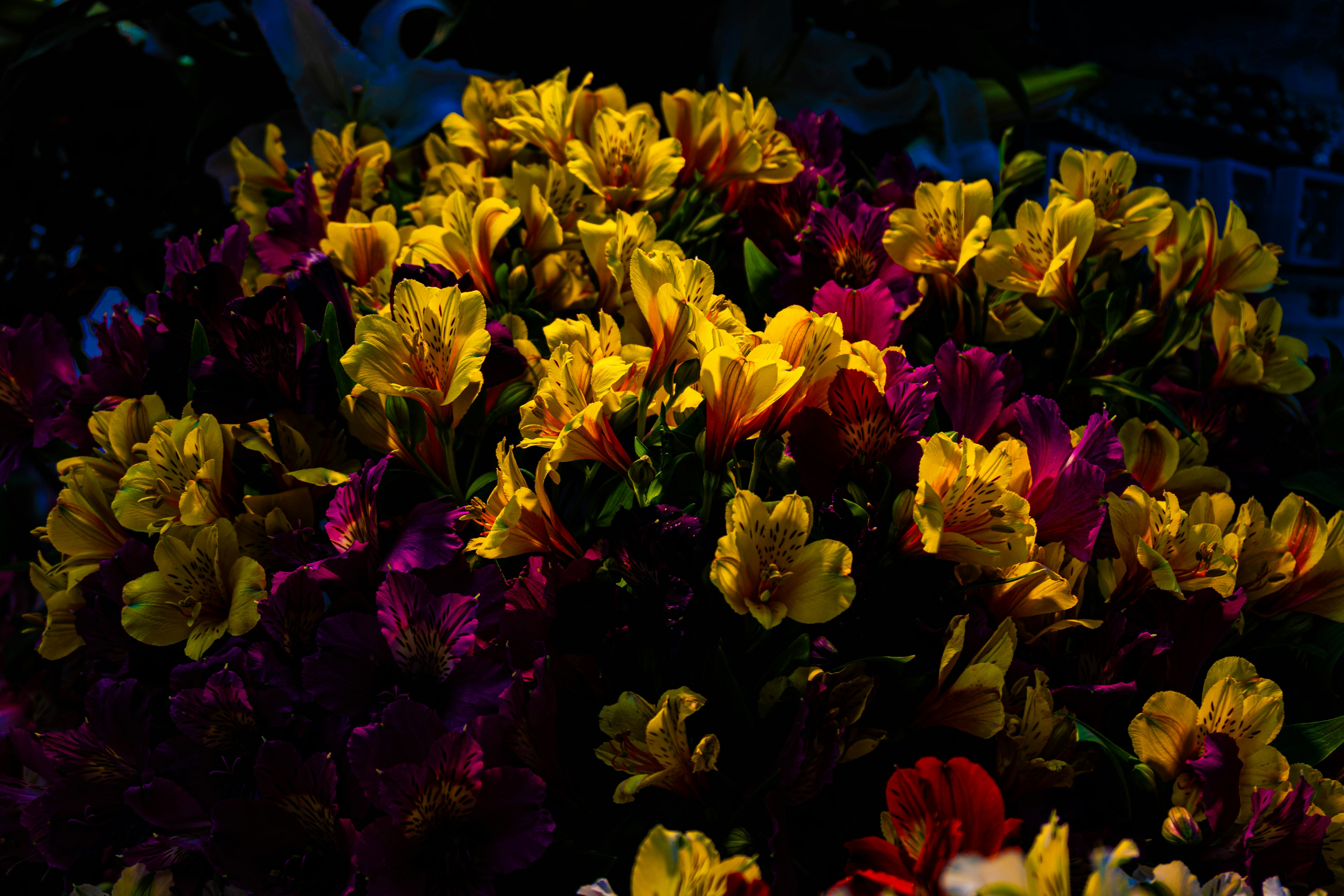 Sun-kissed Yellow and Amethyst Blooms in a Shaded Garden Bed