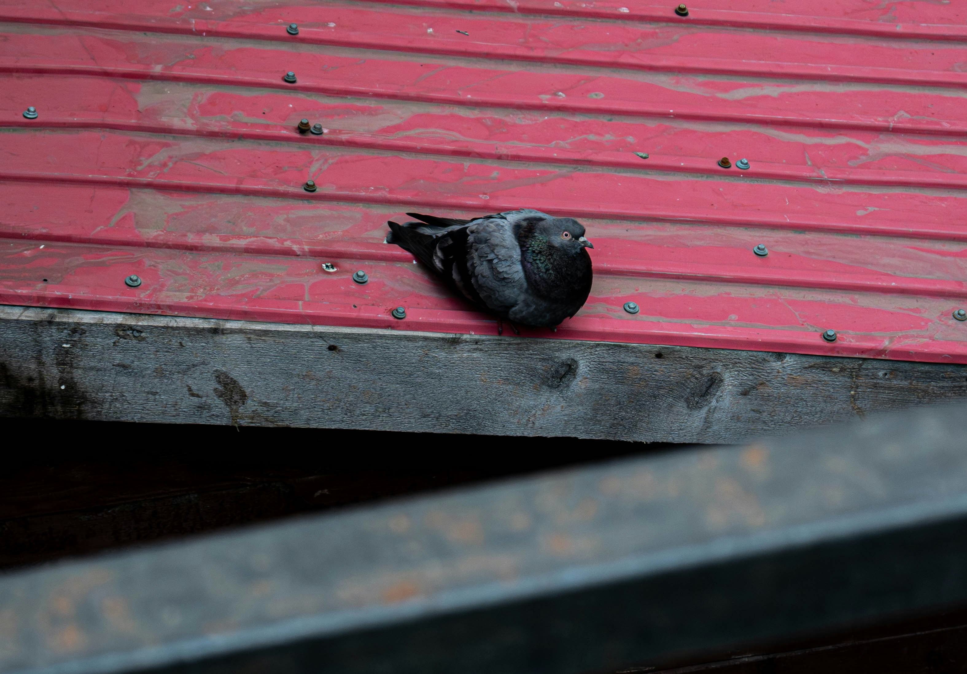 Pigeon Perched on Weathered Pink Planks Beneath a Rusty Beam