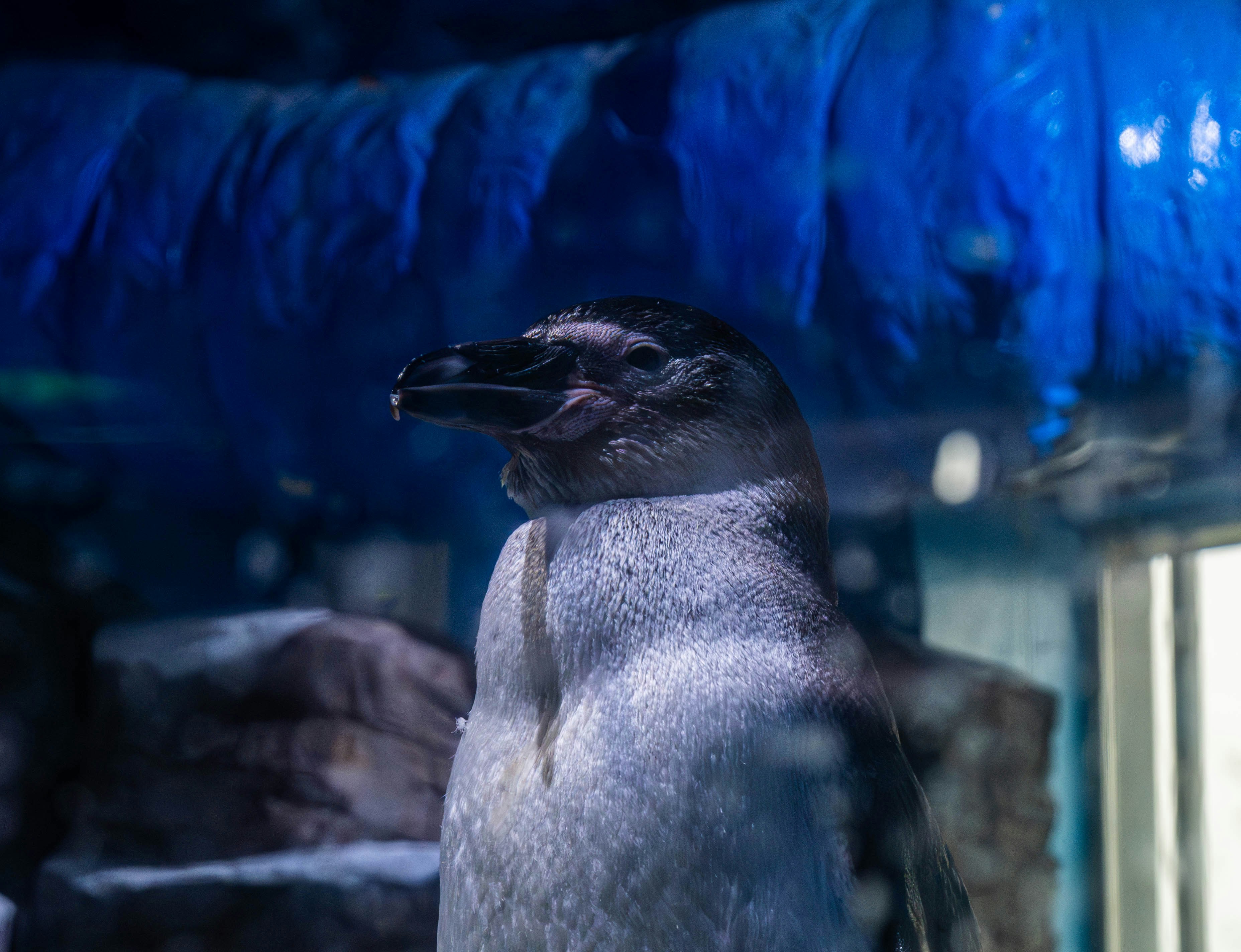 Penguin Portrait in a Blue-Lit Aquarium: Quiet Confidence Behind Glass
