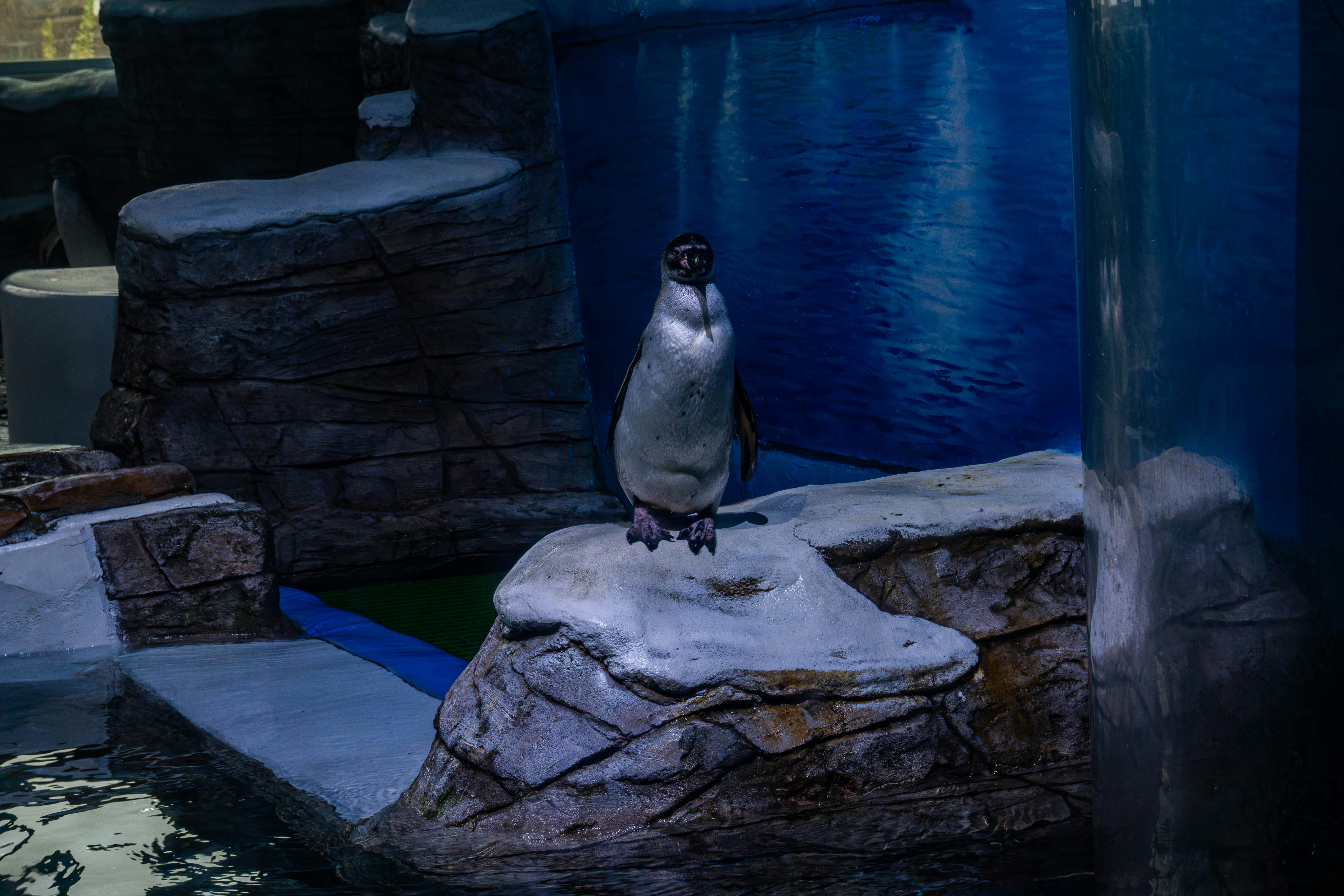 Penguin Standguard on Icy Pedestal