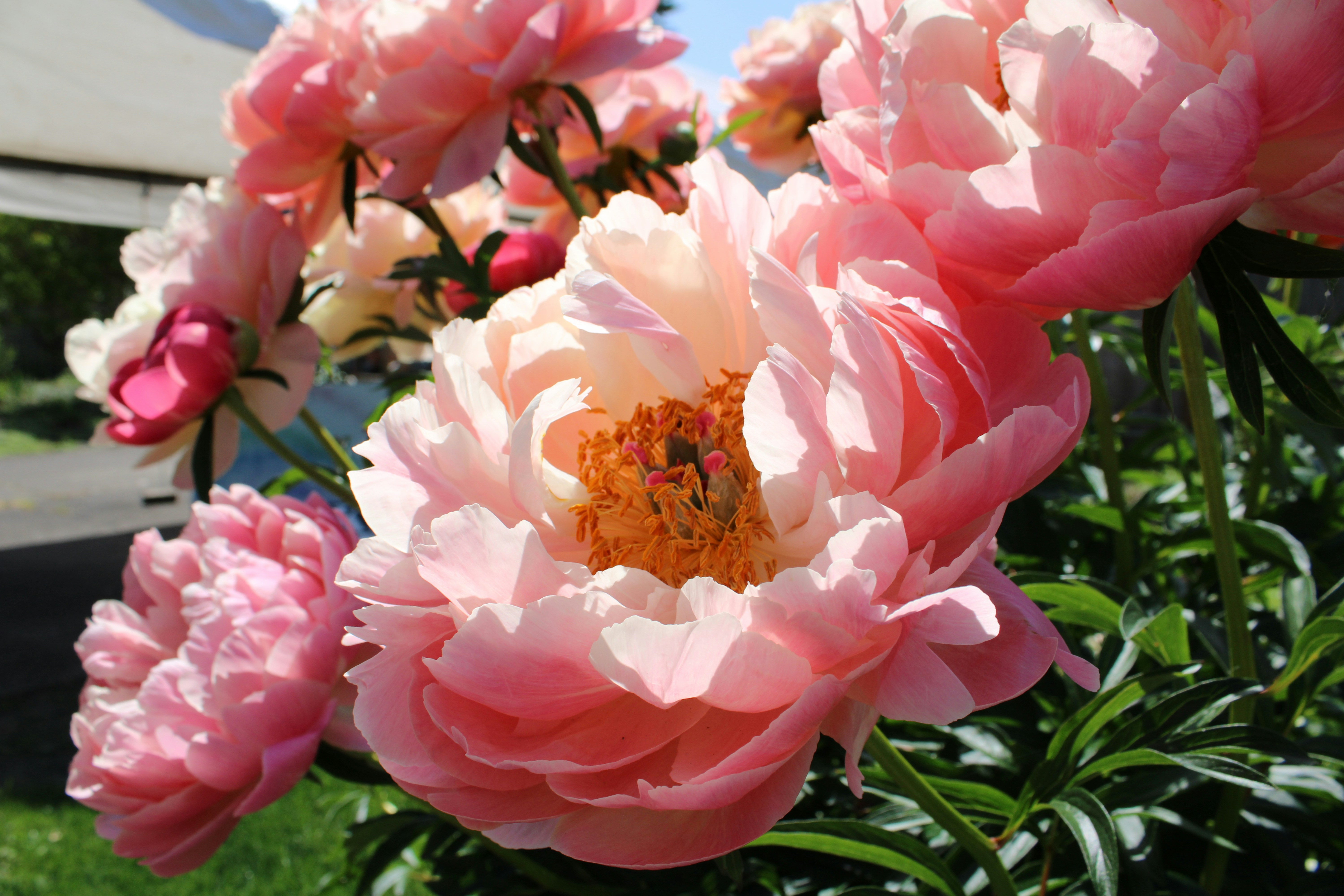 Sunlit Peonies: A Close-Up of Pink Blossoms in Full Bloom
