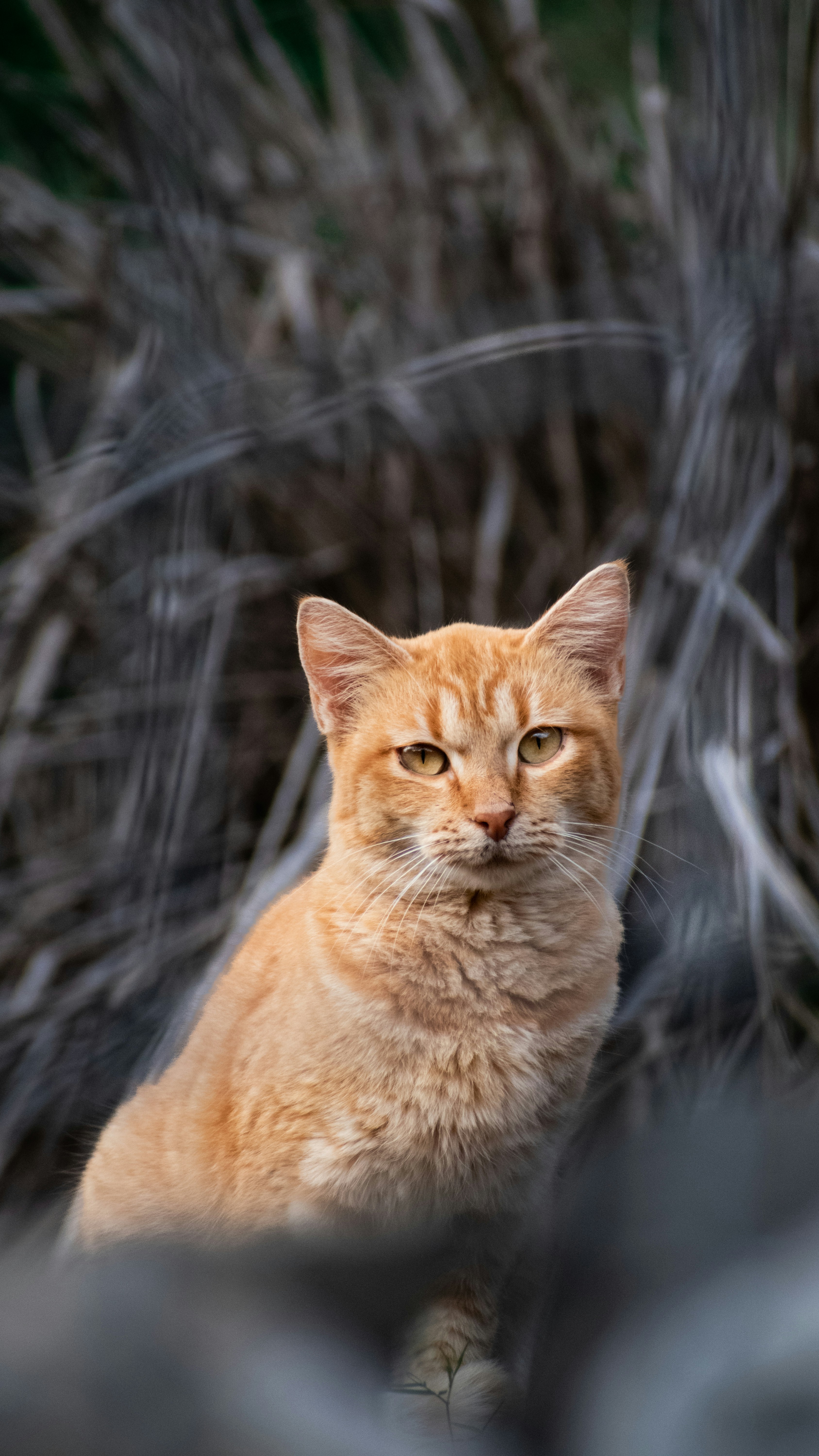 Amber-Eyed Portrait: Ginger Cat Anchored by Tangled Grasses