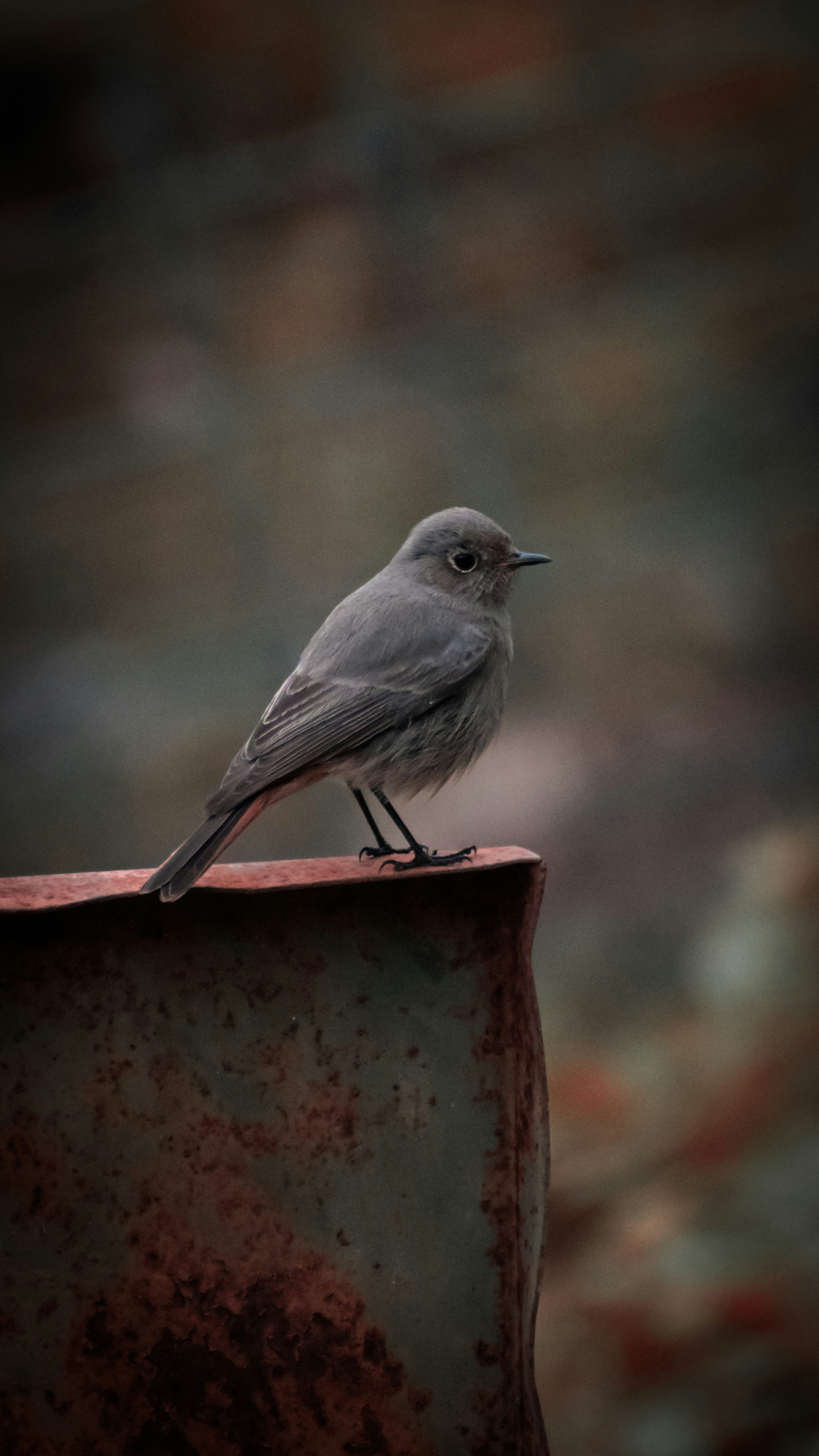 Rust on the Edge: A Gray Warbler Perched on a Weathered Barrier