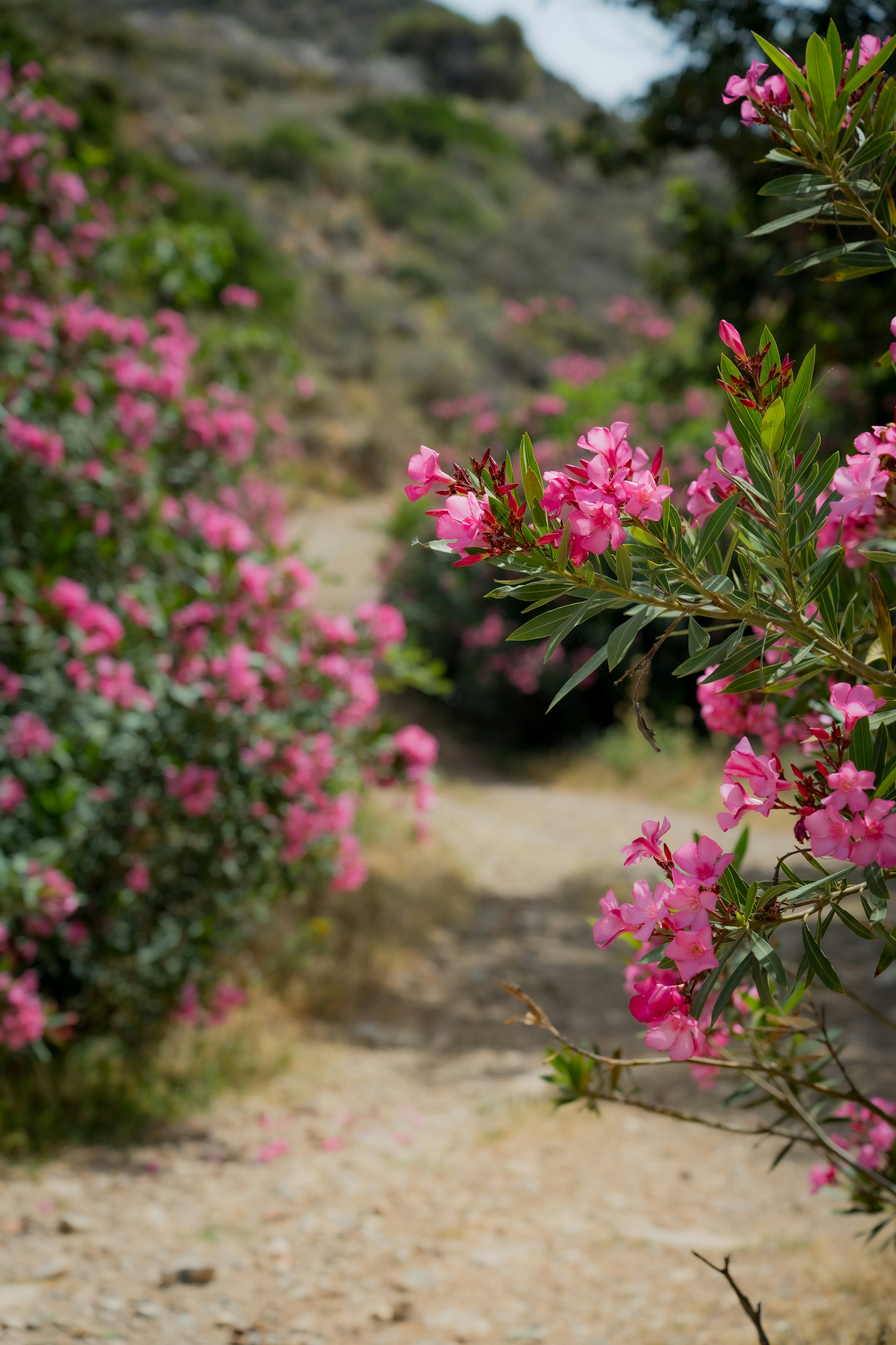 Oleander Path: Sunlit Pink Blooms Framing a Winding Dirt Trail