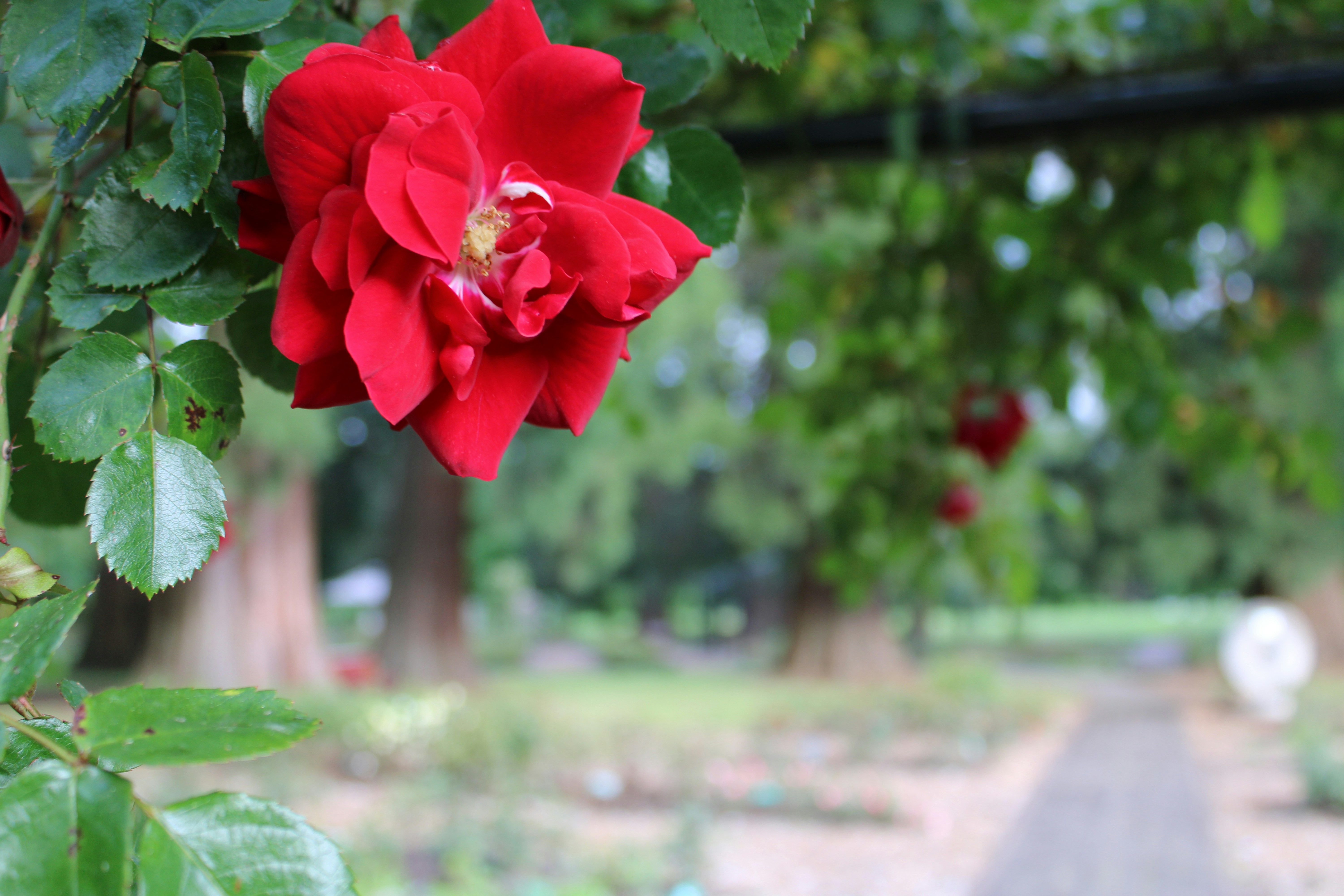 Red Rose in Focus: A Close-Up Burst Against a Blurred Garden Path