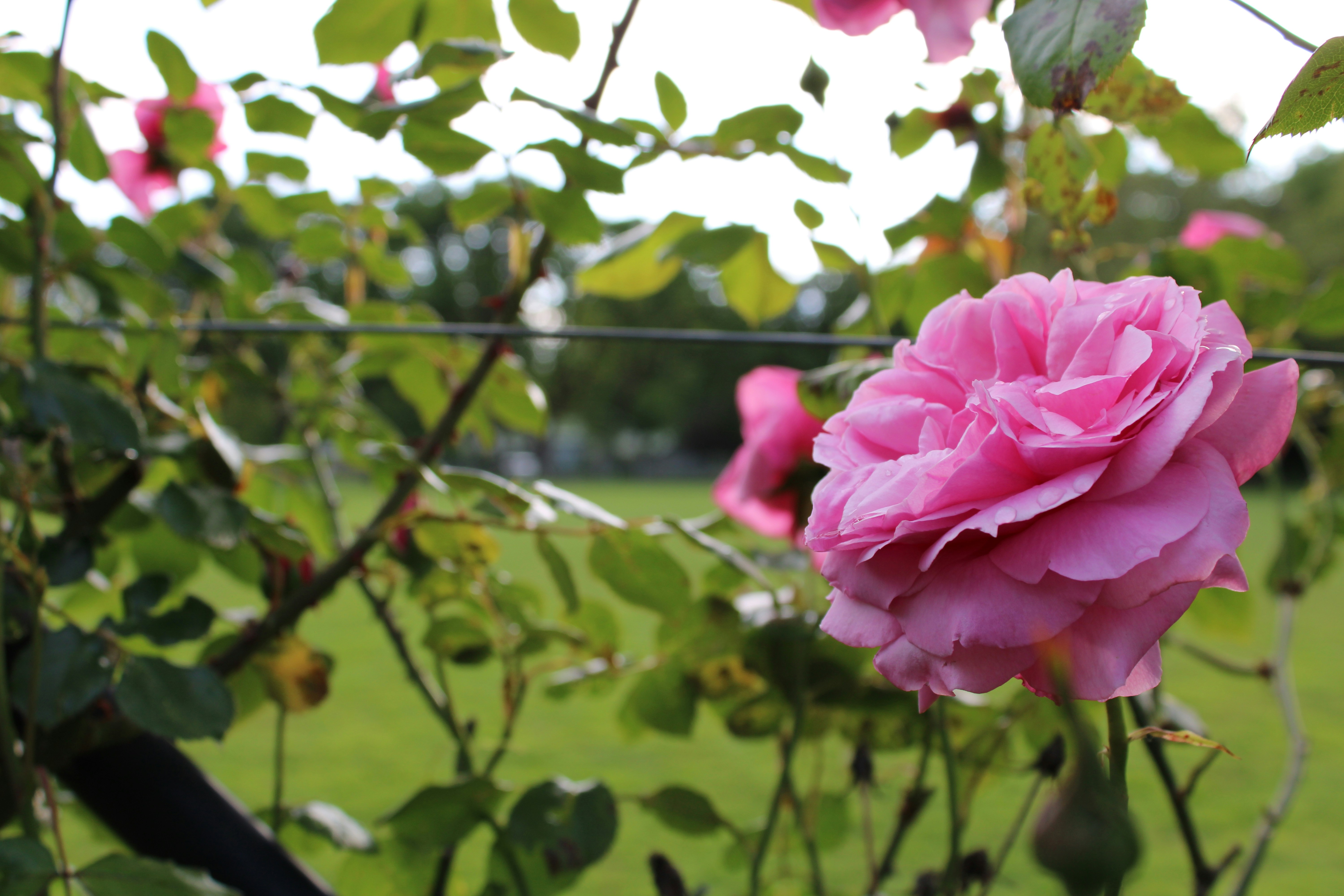 Edge Bloom: A Pink Rose Framed by a Quiet Garden Blur