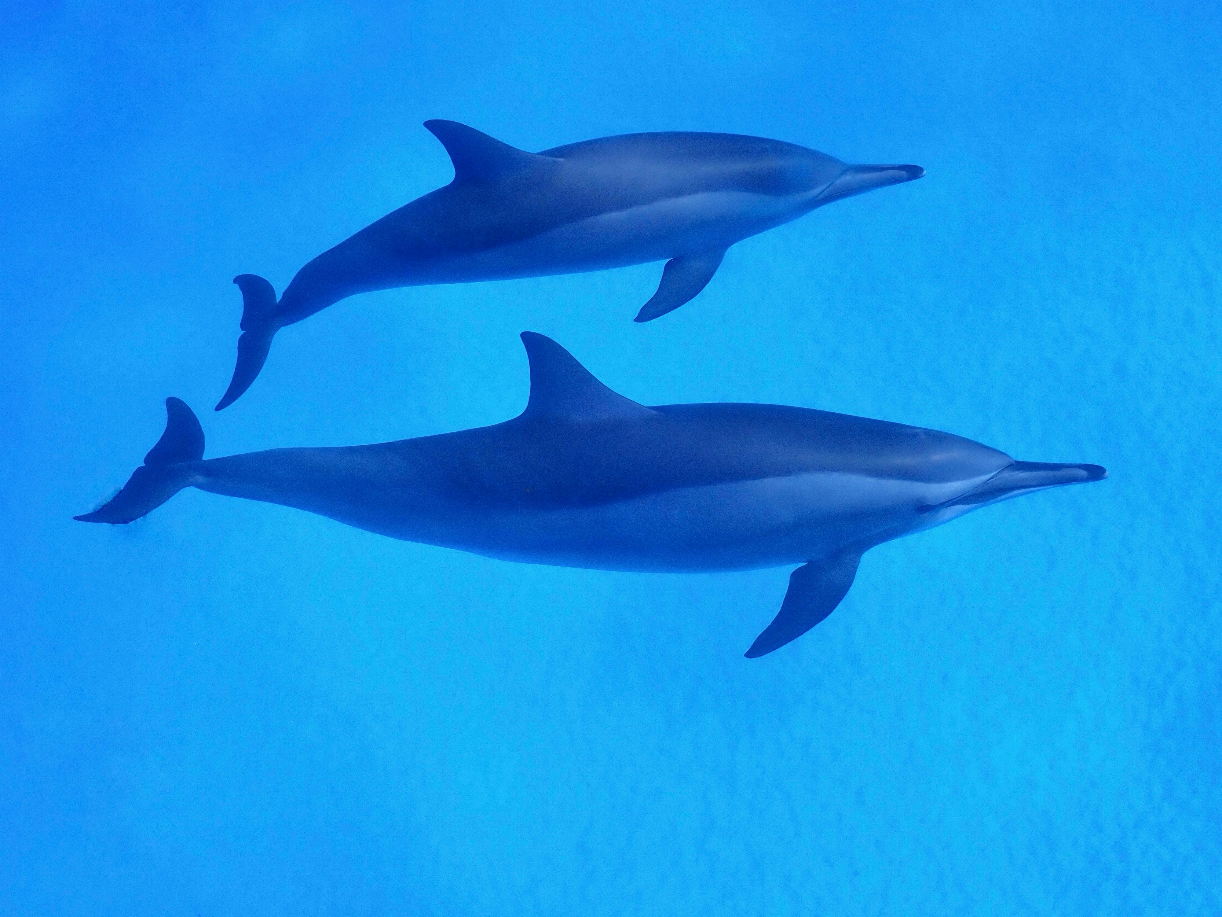 Two bottlenose dolphins glide side by side through clear blue water, captured with bright, even light.