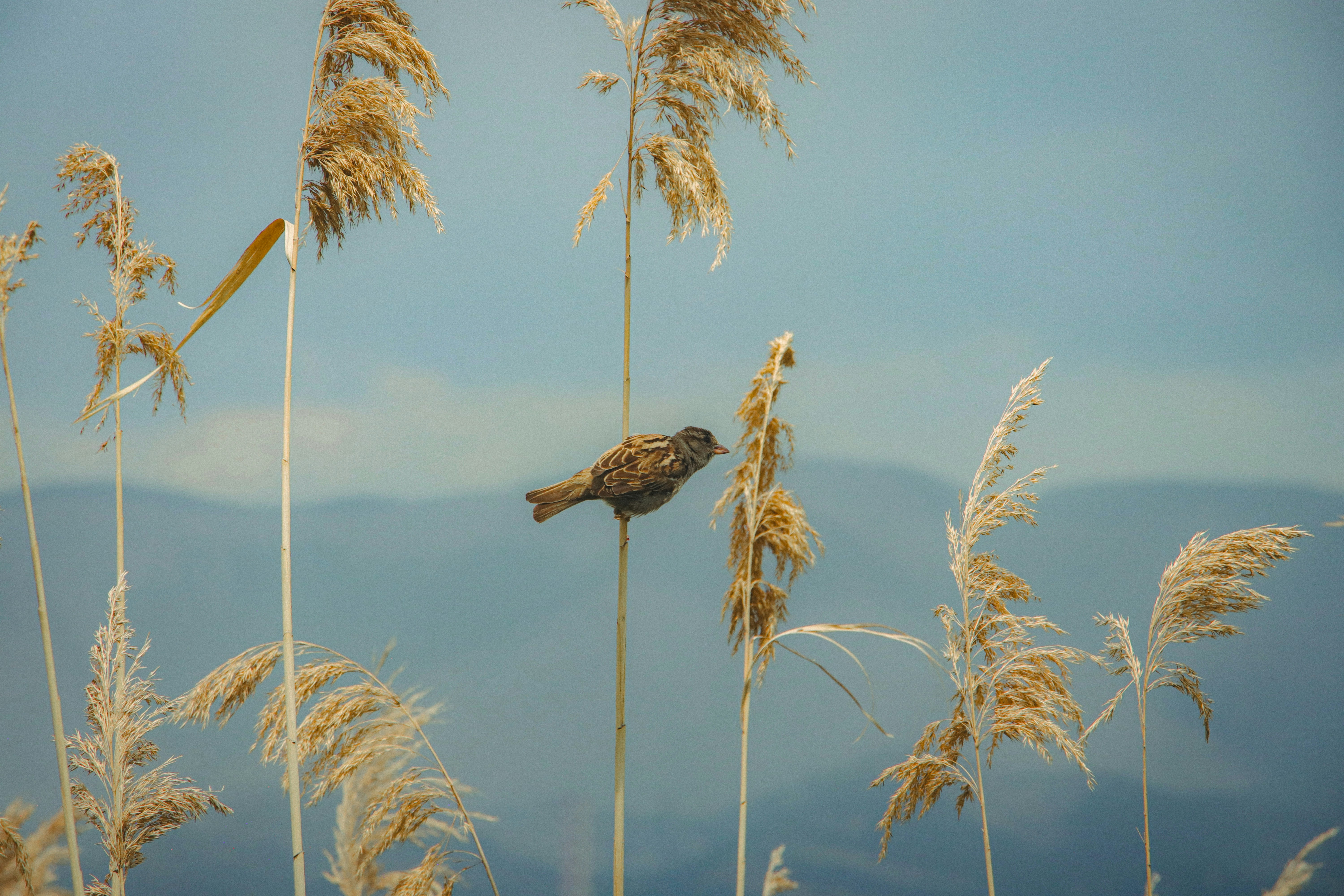 Blue Sky Sentinel: A Songbird Perched Among Golden Reeds