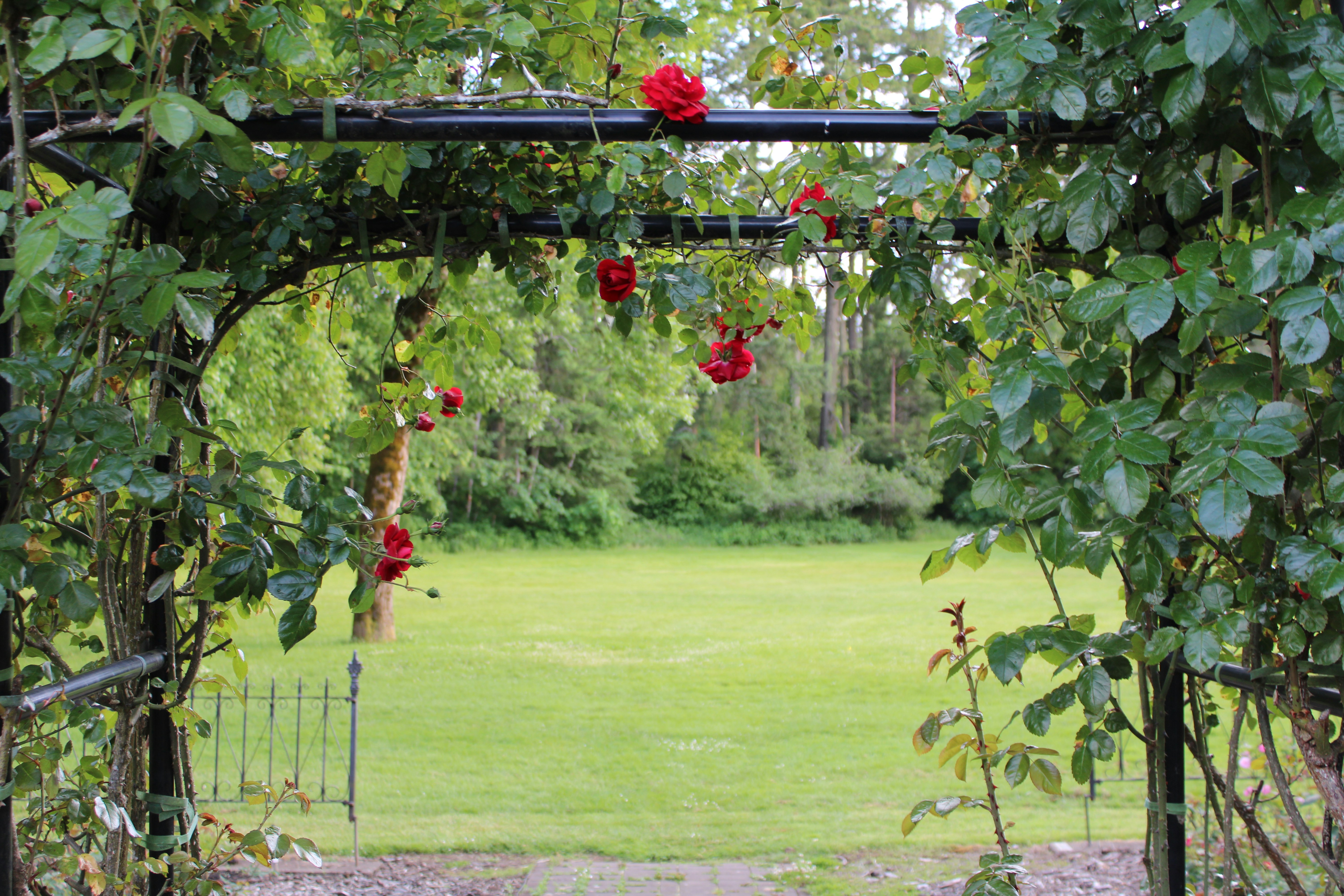 A gate with roses growing over it in a park photo – Free Garden Image ...