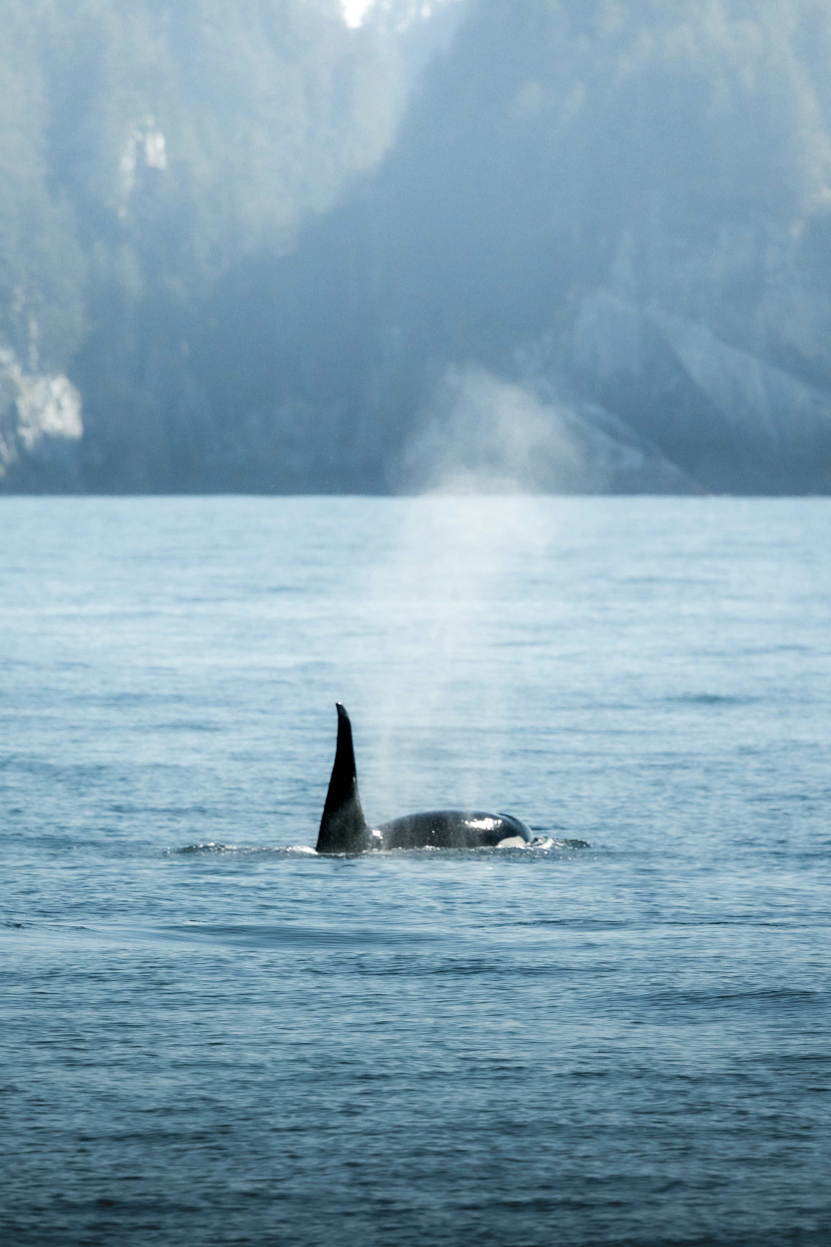 A lone orca swims in the water near a mountain range photo – Free Sea ...
