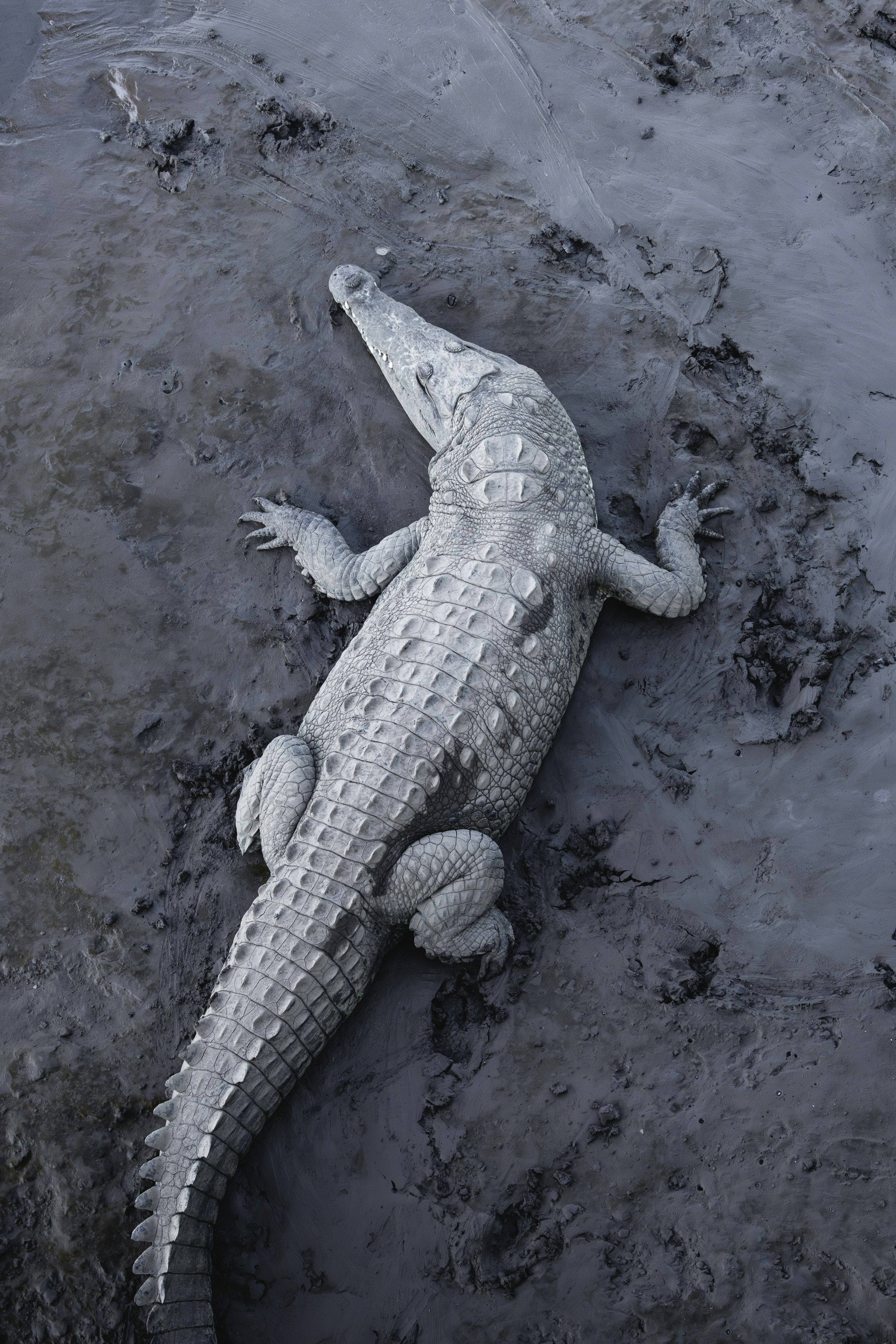 Monochrome photograph of a crocodile resting on mud, with pronounced back scales and rugged skin. The composition highlights texture and the animal's natural posture.