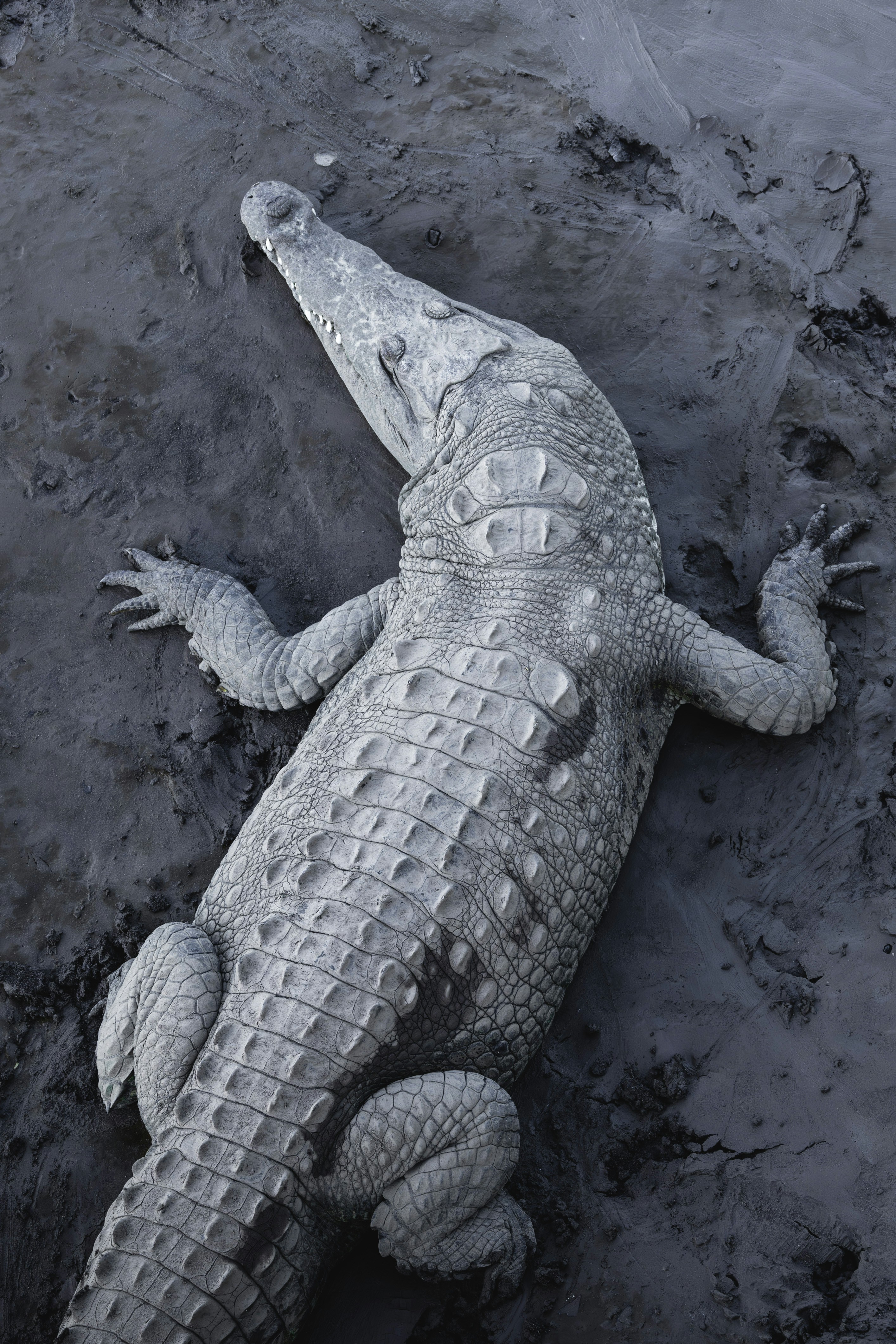 Mud-Flat Repose: A Textured Crocodile in Monochrome