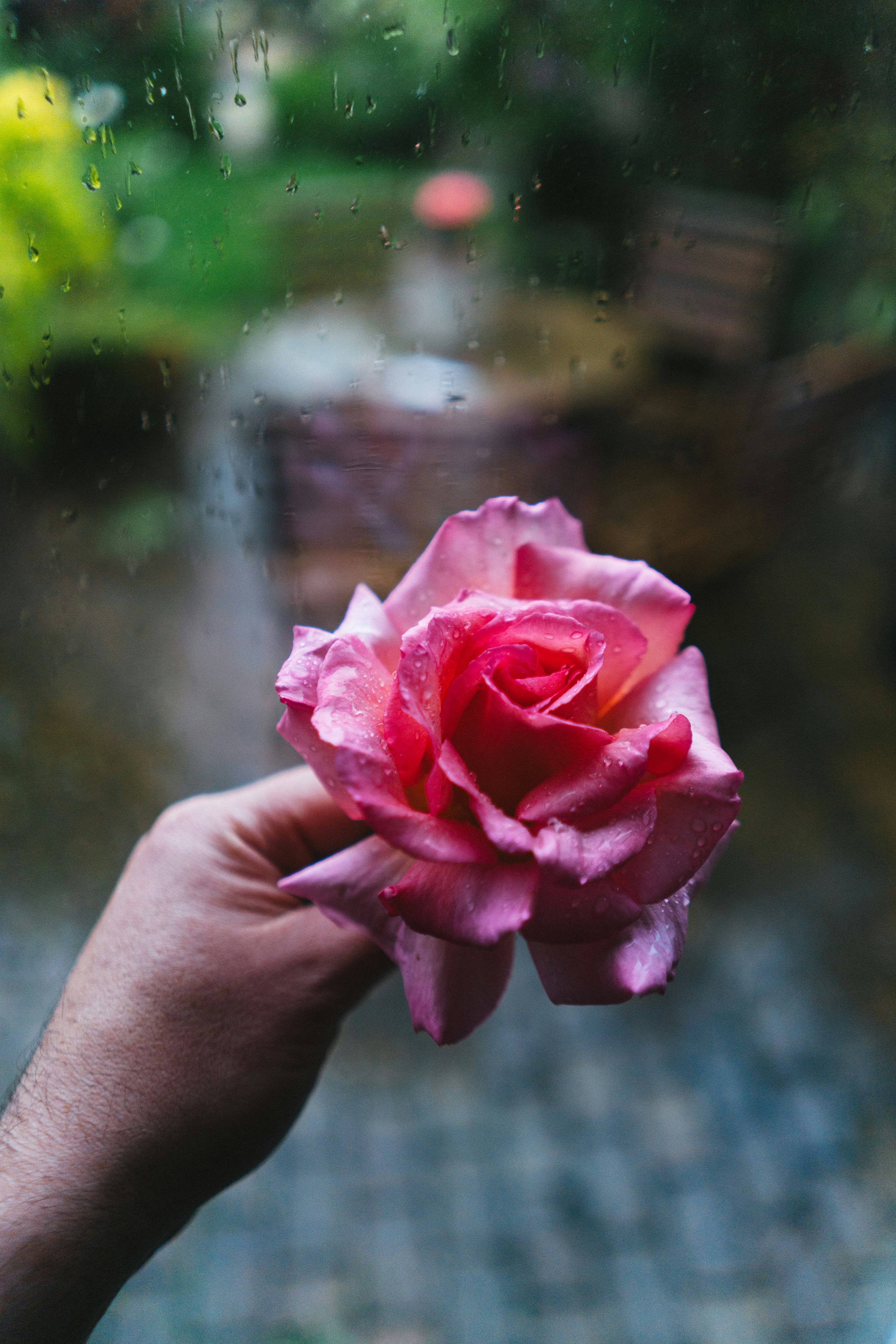 Petal in Focus Through a Rain-Kissed Window