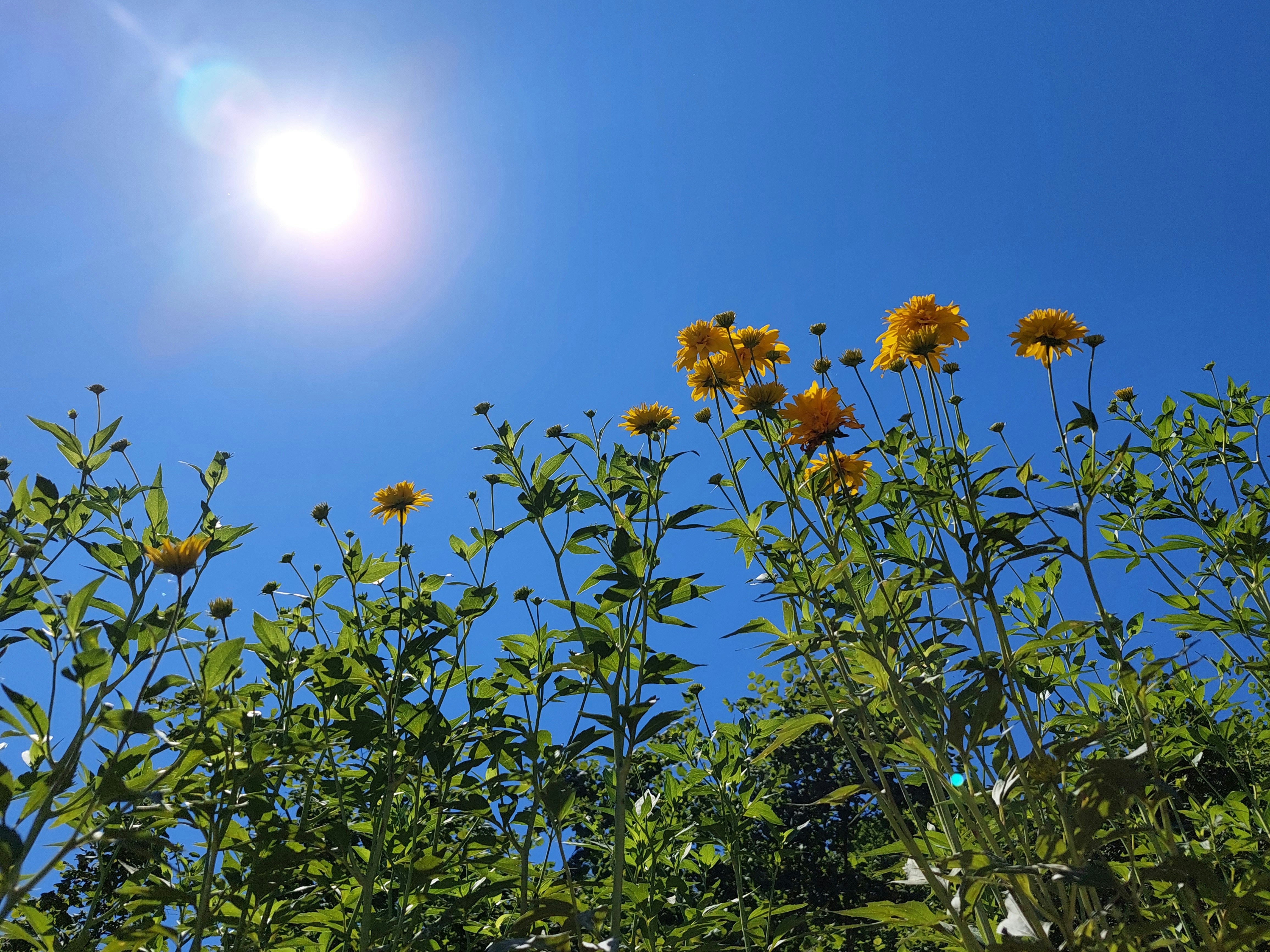 Photo by Ayşe Hicret Kahraman with Samsung Galaxy A52