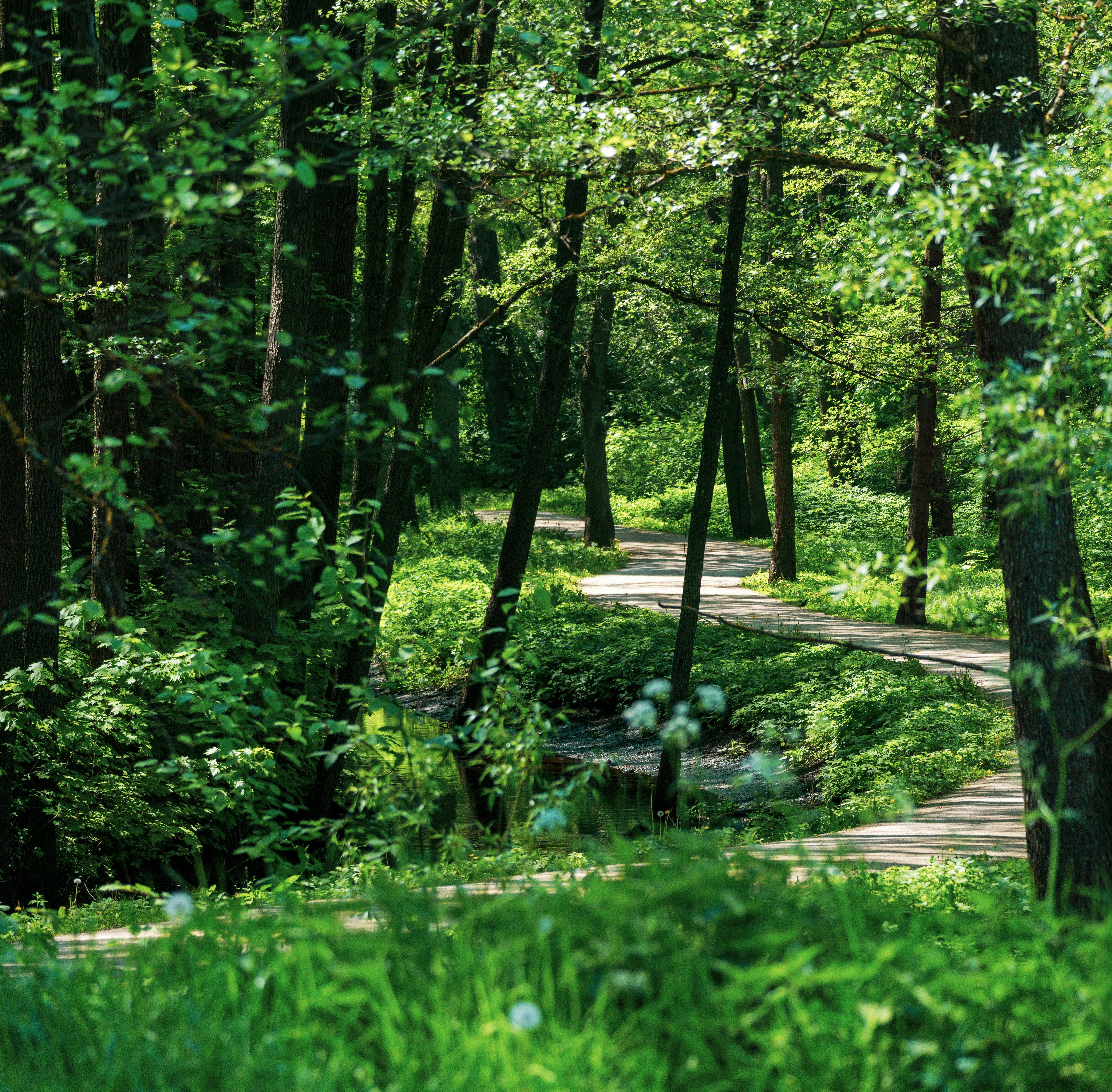 A path in the middle of a lush green forest photo – Free Path Image on ...