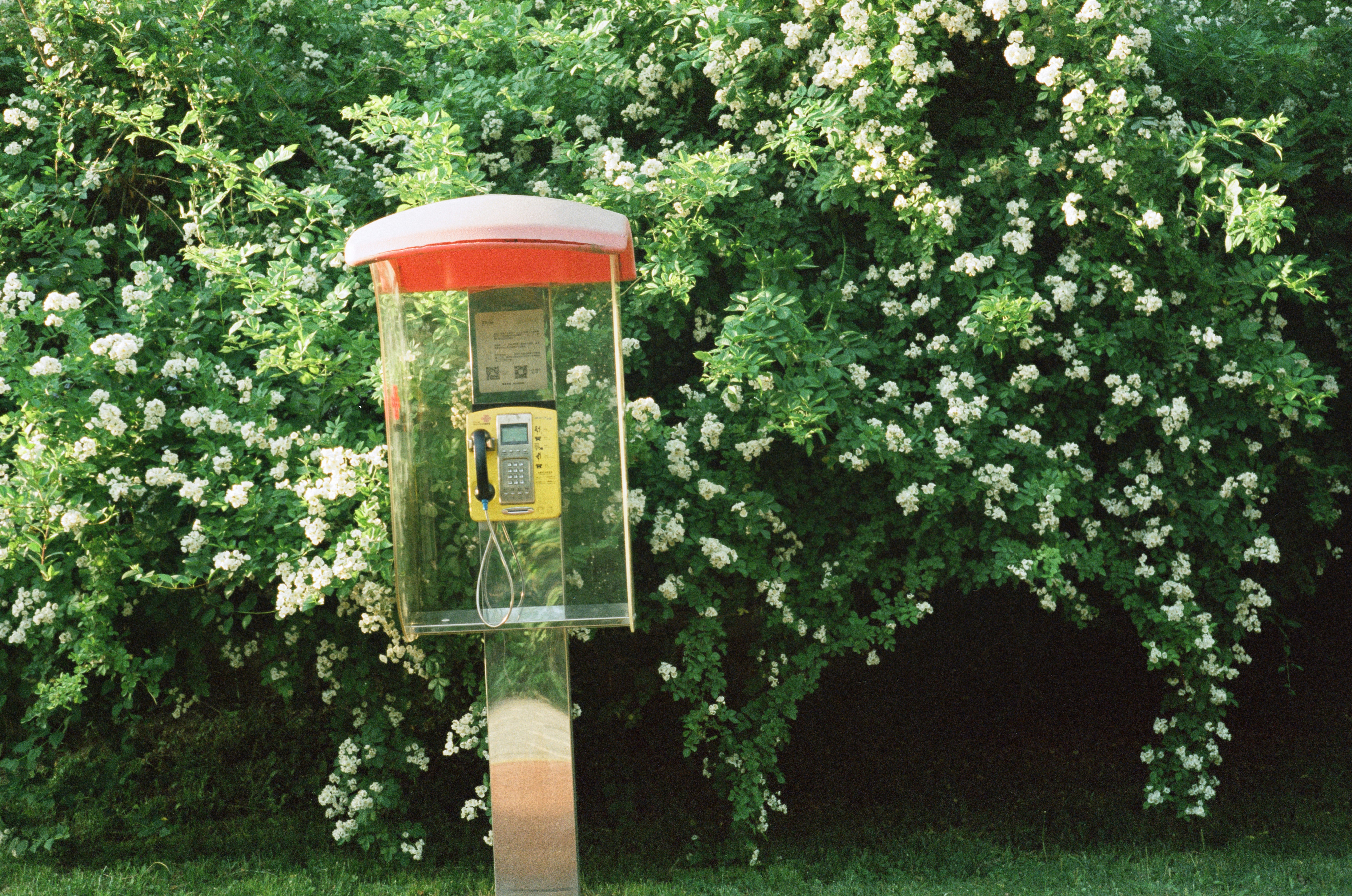 A phone booth in front of a bush with white flowers photo – Free Flower ...
