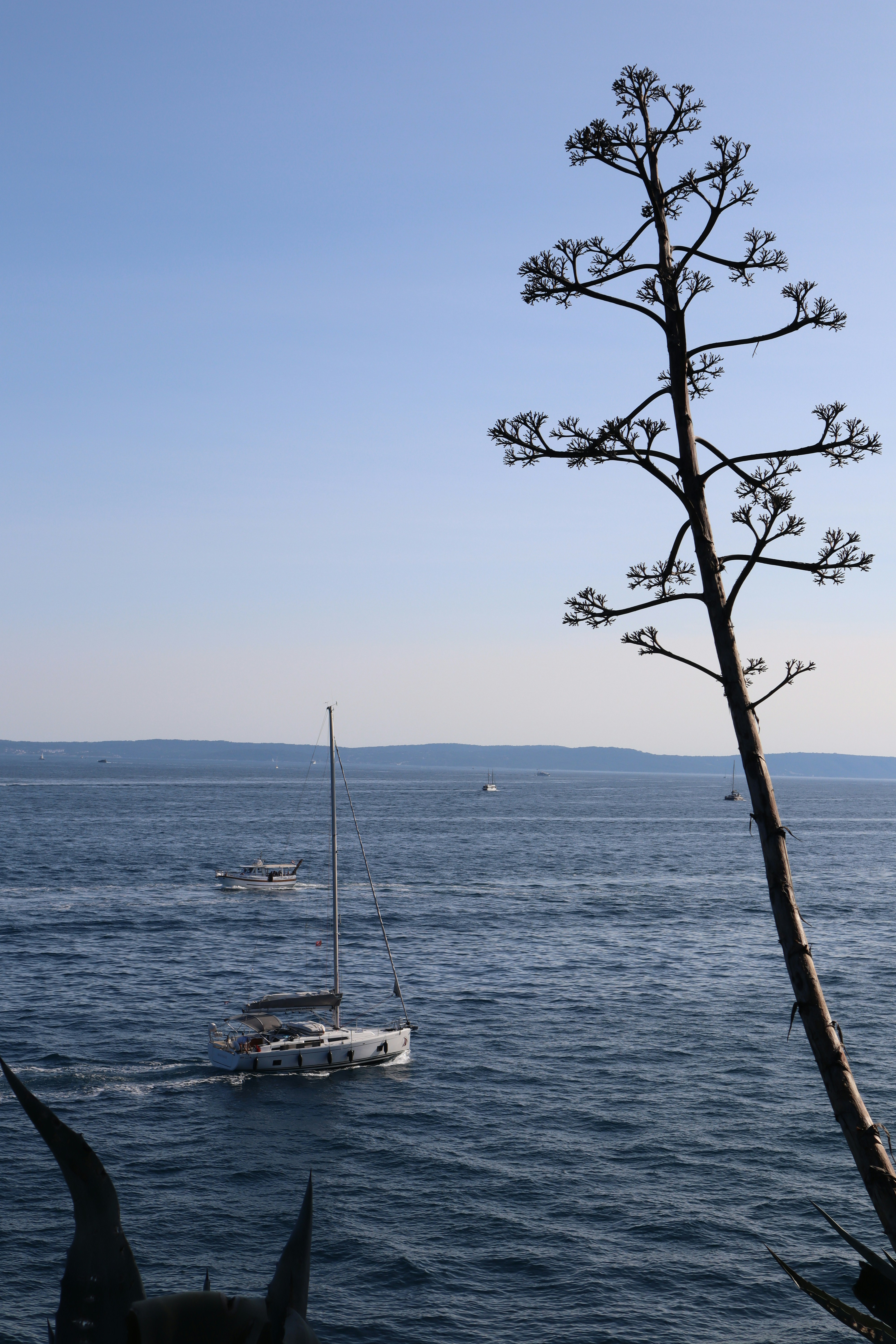 Sailing Silence: A Stark Tree Reaches Over a Quiet Sea