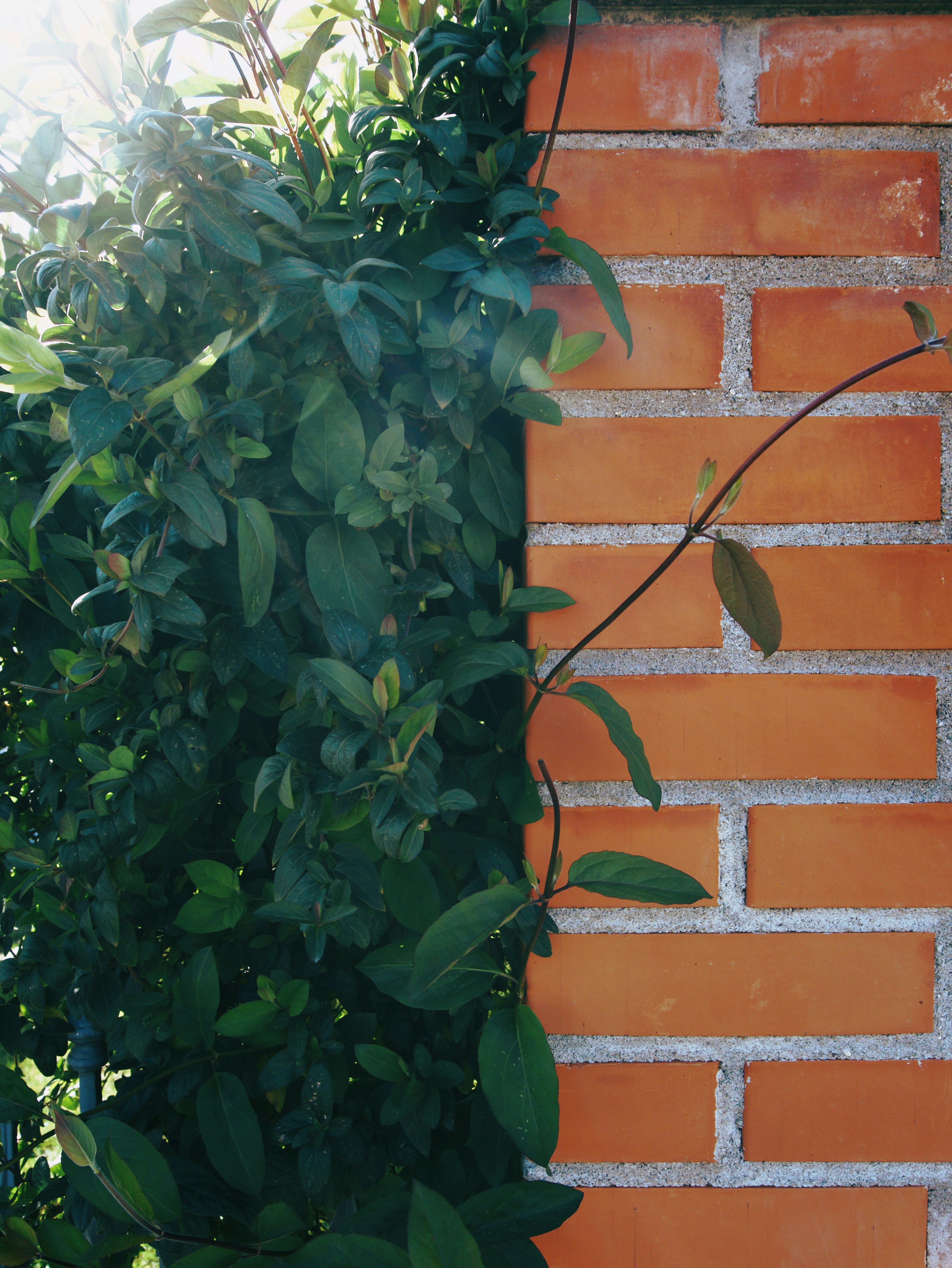 Emerald Tendrils Embrace Brickwork in Sunlit Quiet