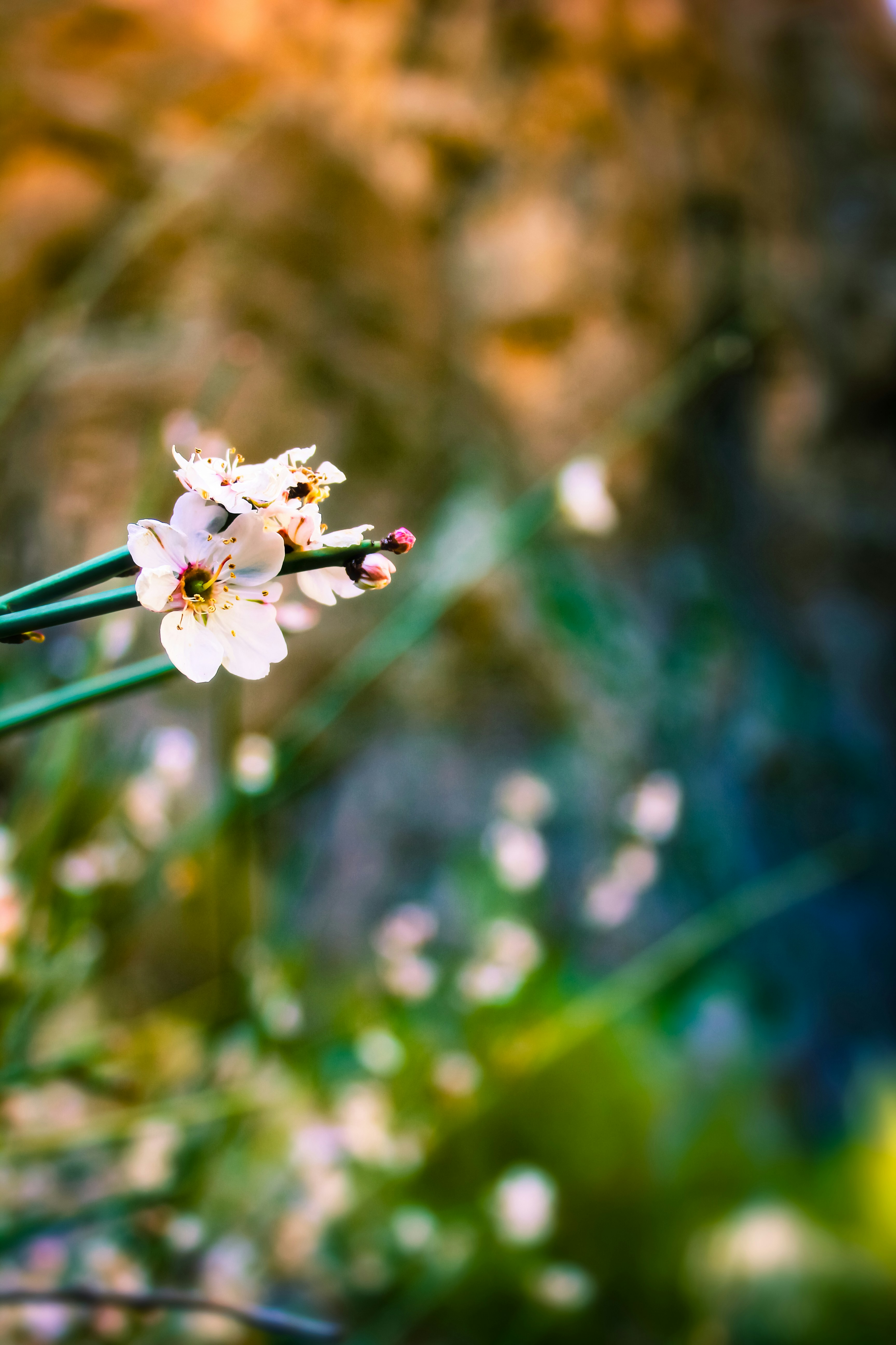 Delicate white flowers with hints of pink bloom amidst a softly blurred background, capturing the essence of spring's arrival.