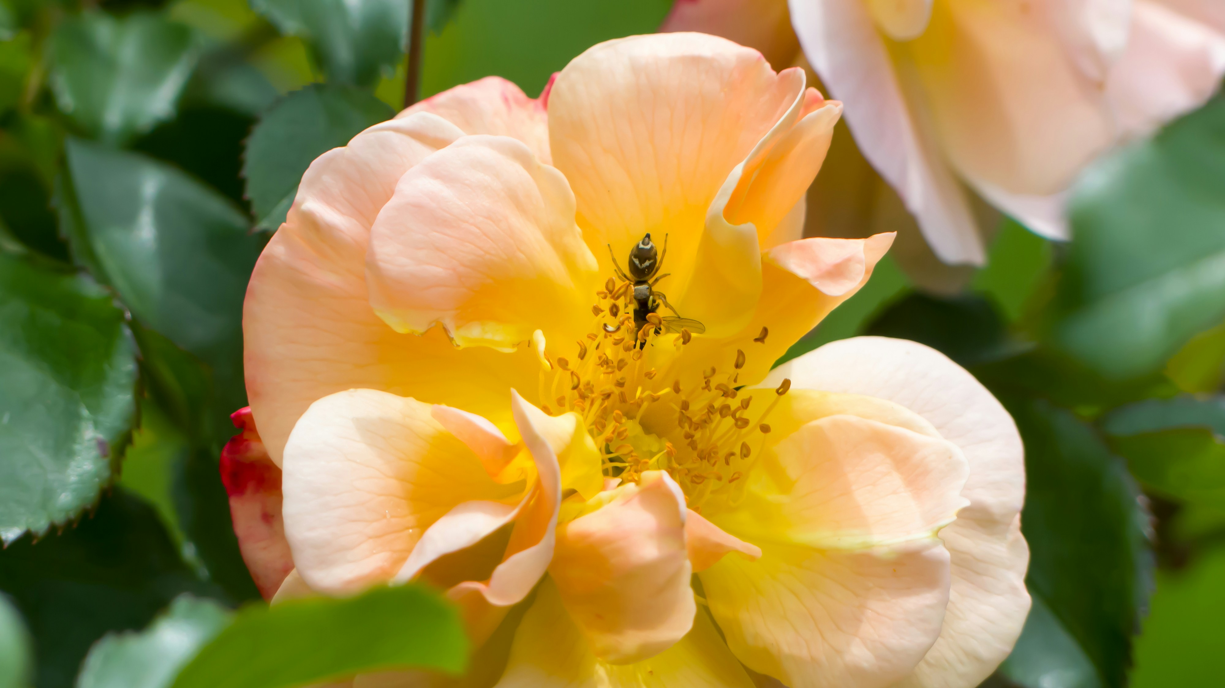 Ant at the Heart: A Peach Rose’s Golden Center