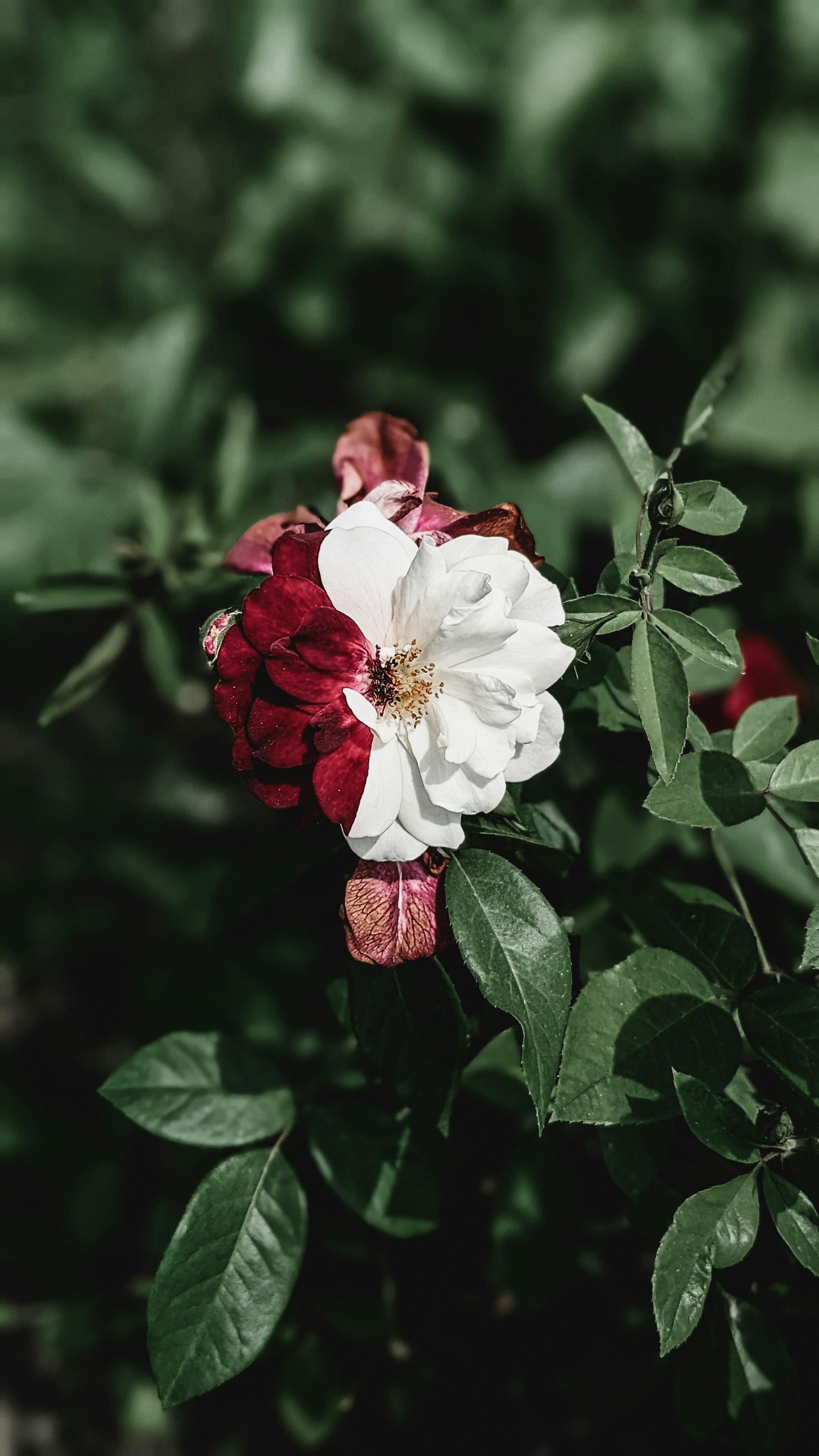 Dual-Tone Bloom: White and Burgundy Rose Centered Among Greenery