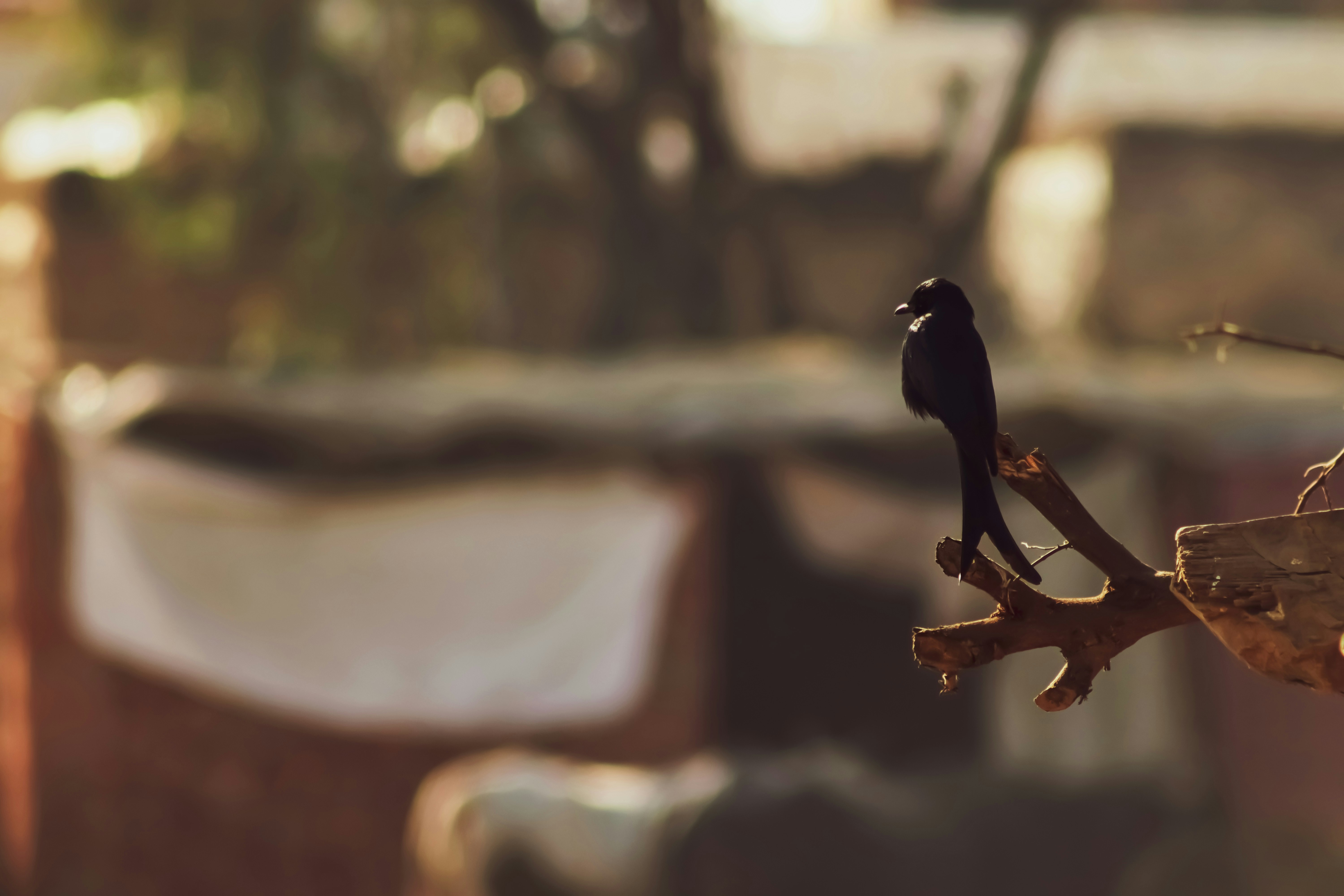 Midday Perch: A lone black bird with a pale beak against a blurred courtyard