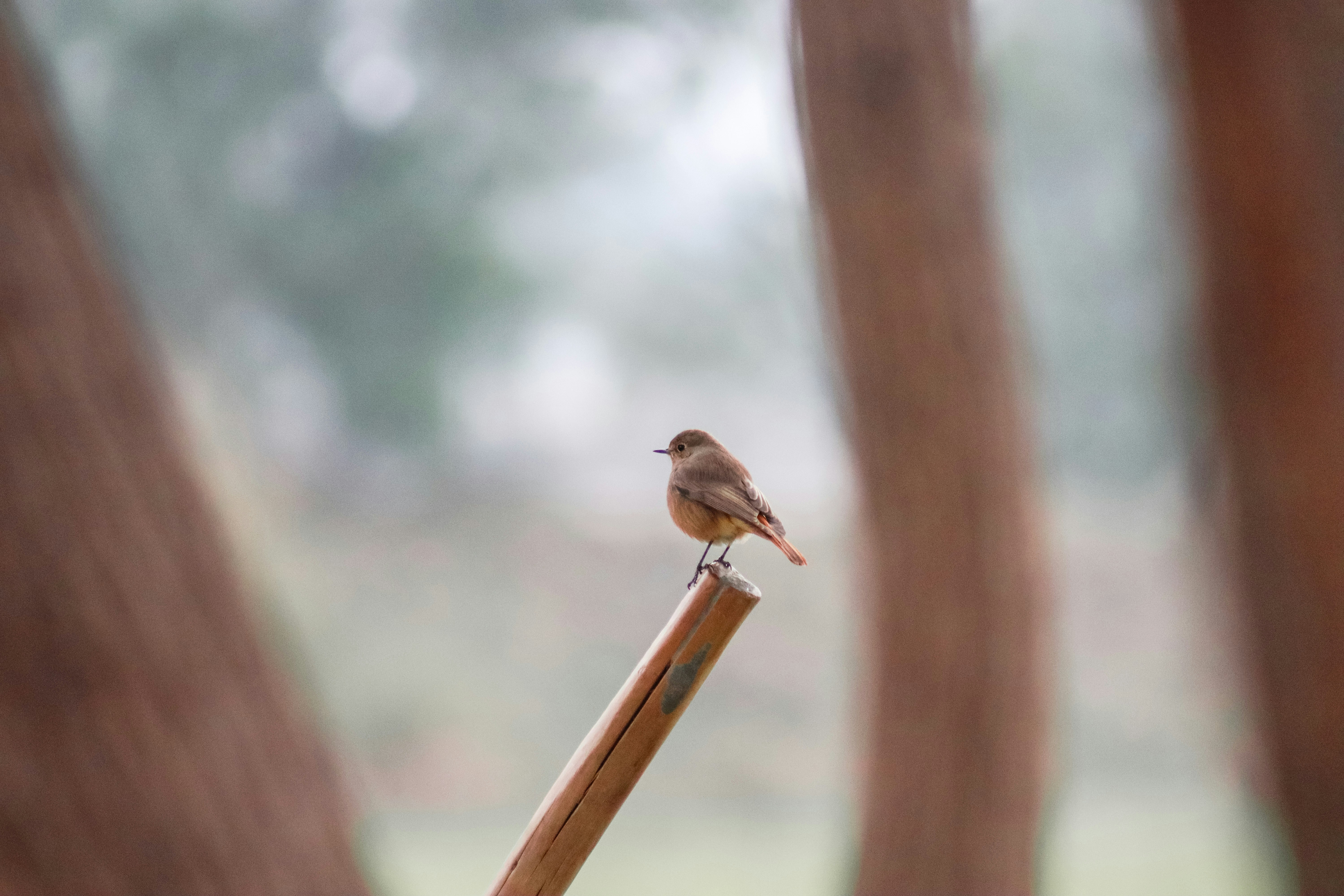 Sentry on a Bamboo Tip: Tiny Forest Bird in a Soft-Focus Glade