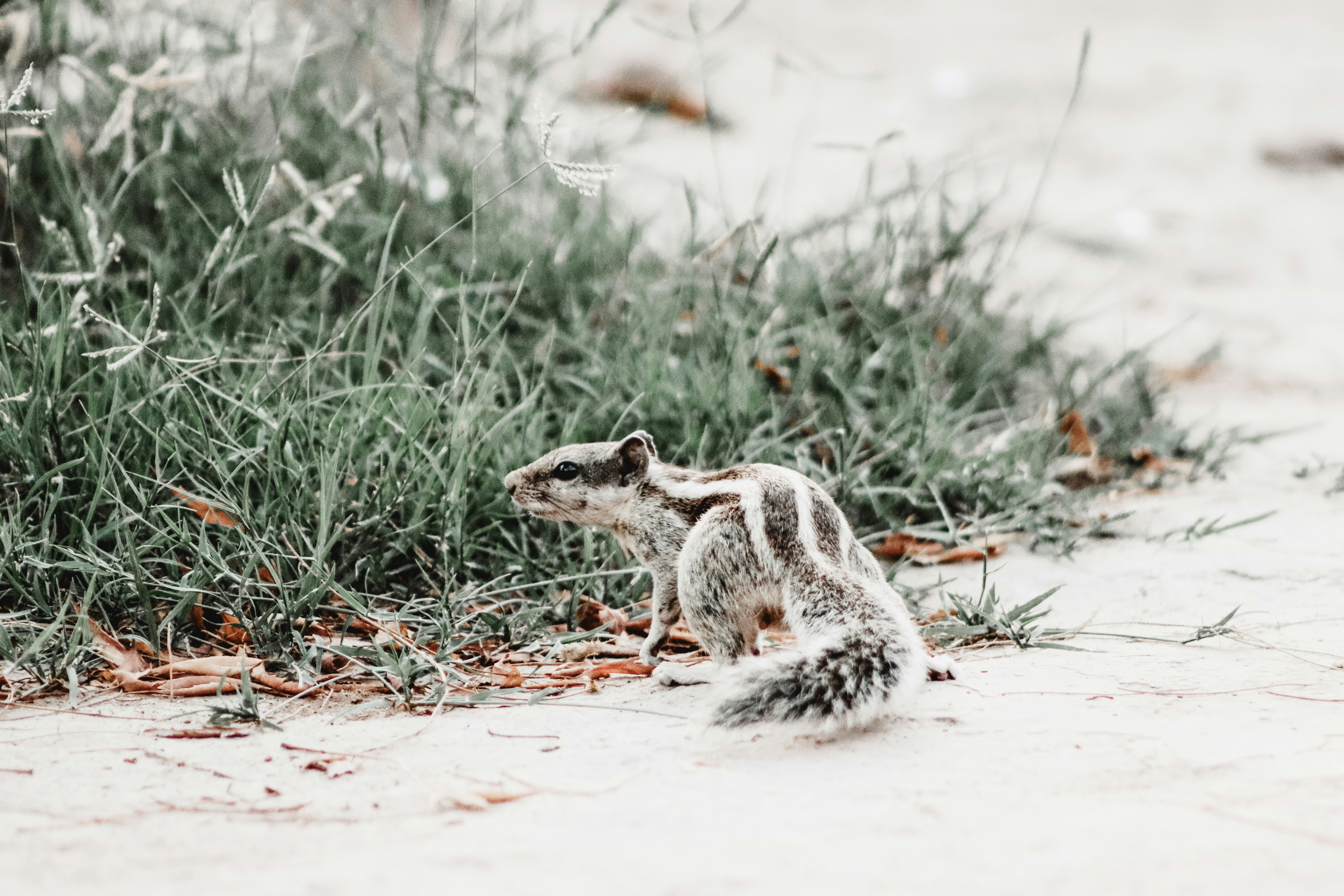 Chipmunk at the Sand-Grass Threshold