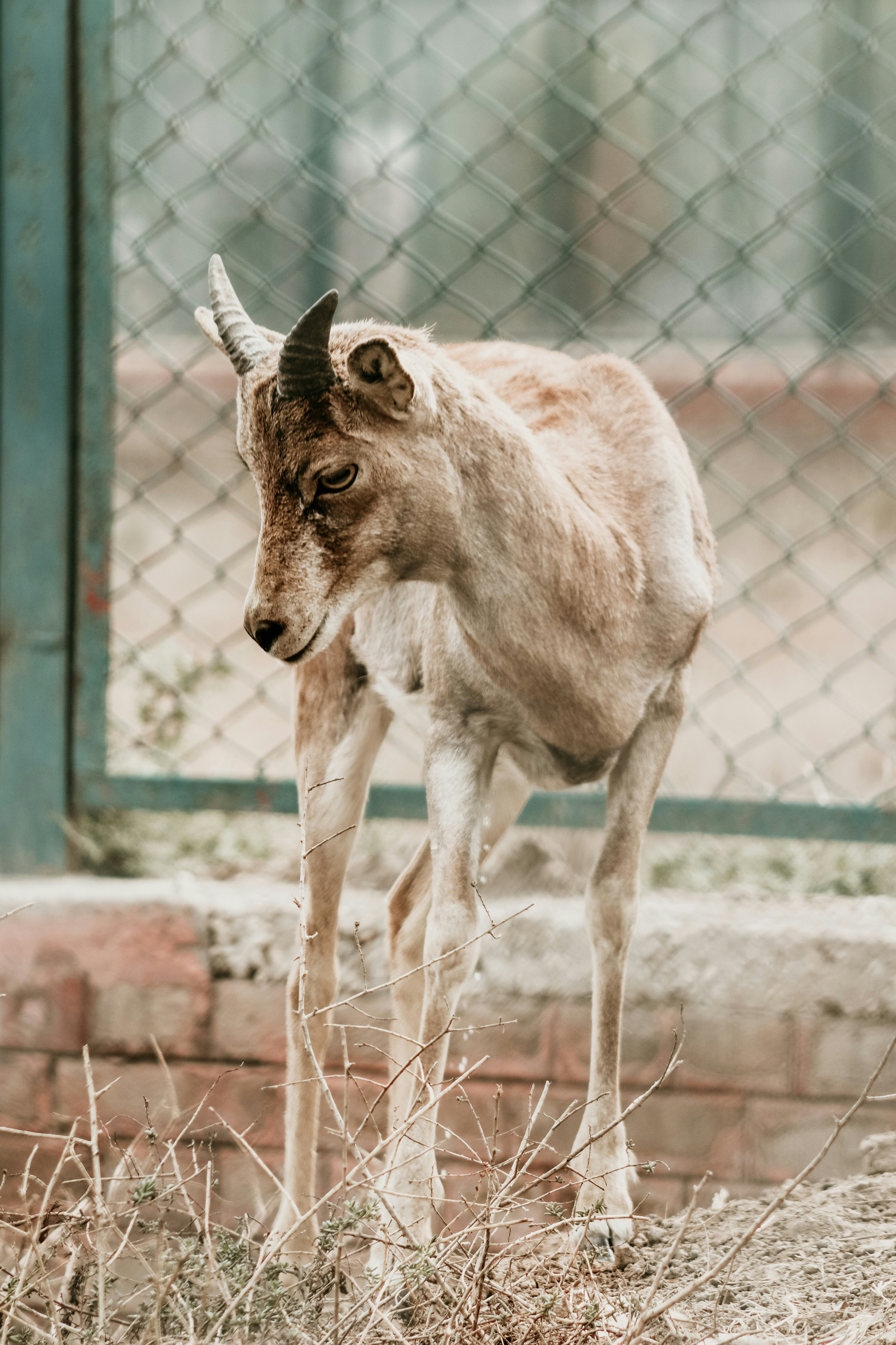 Mesh and Light: A Goat Pauses by the Fence
