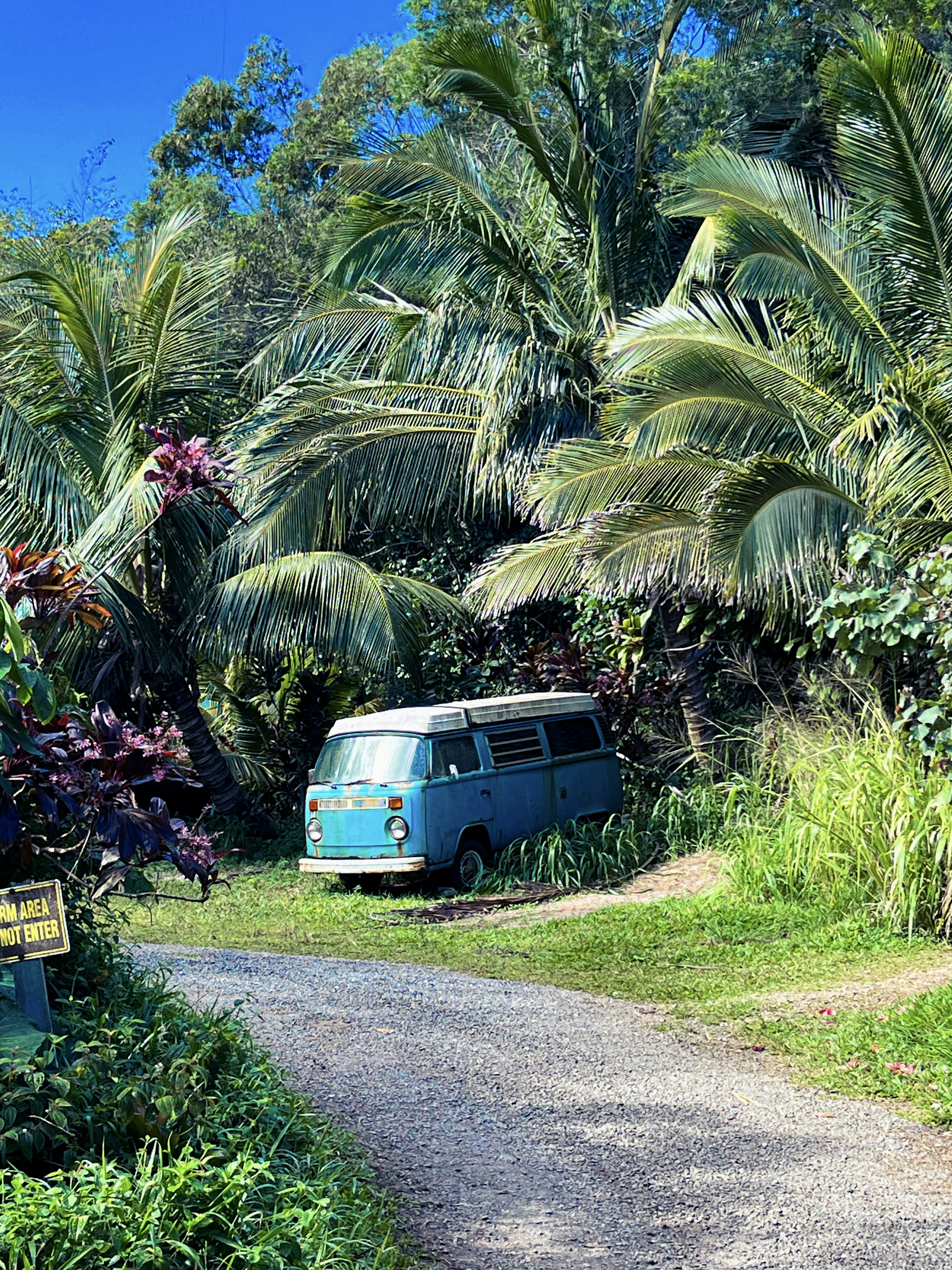 Blue VW Bus Nestled Among Tropical Foliage