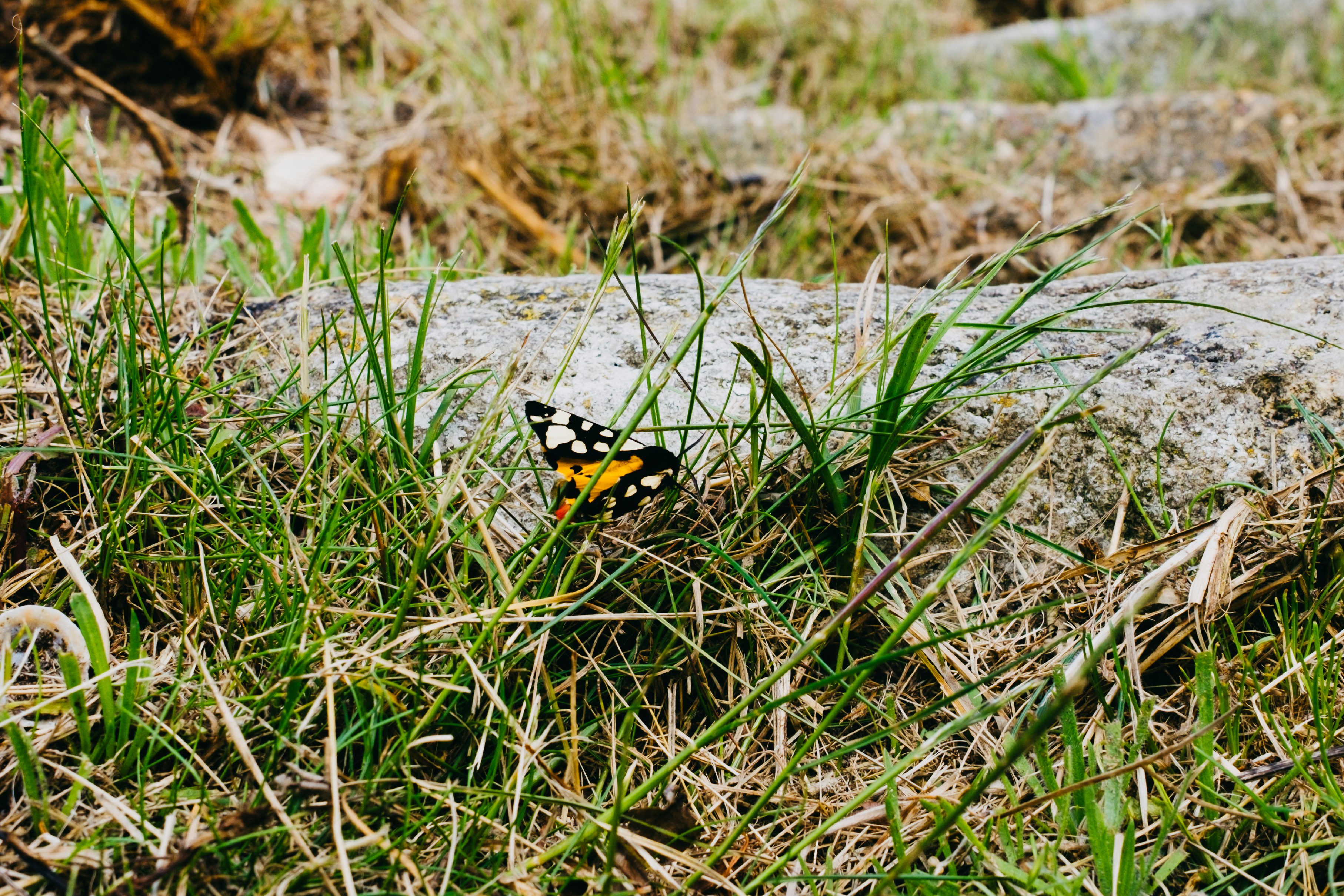 Amber-winged butterfly resting on a weathered granite ledge amid wild grass
