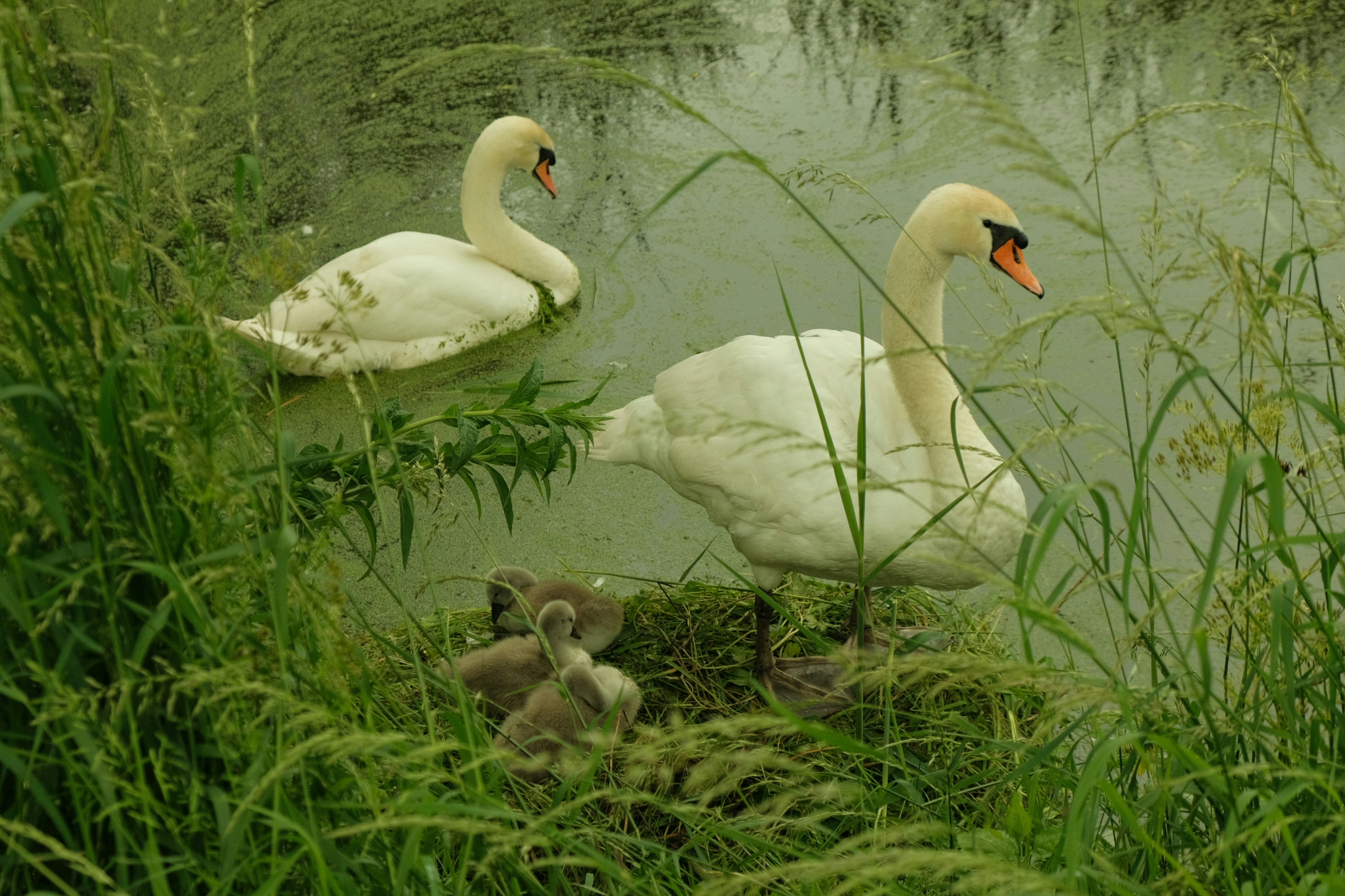 Dos cisnes y un pato en un estanque foto – Imagen de Césped gratuita en ...