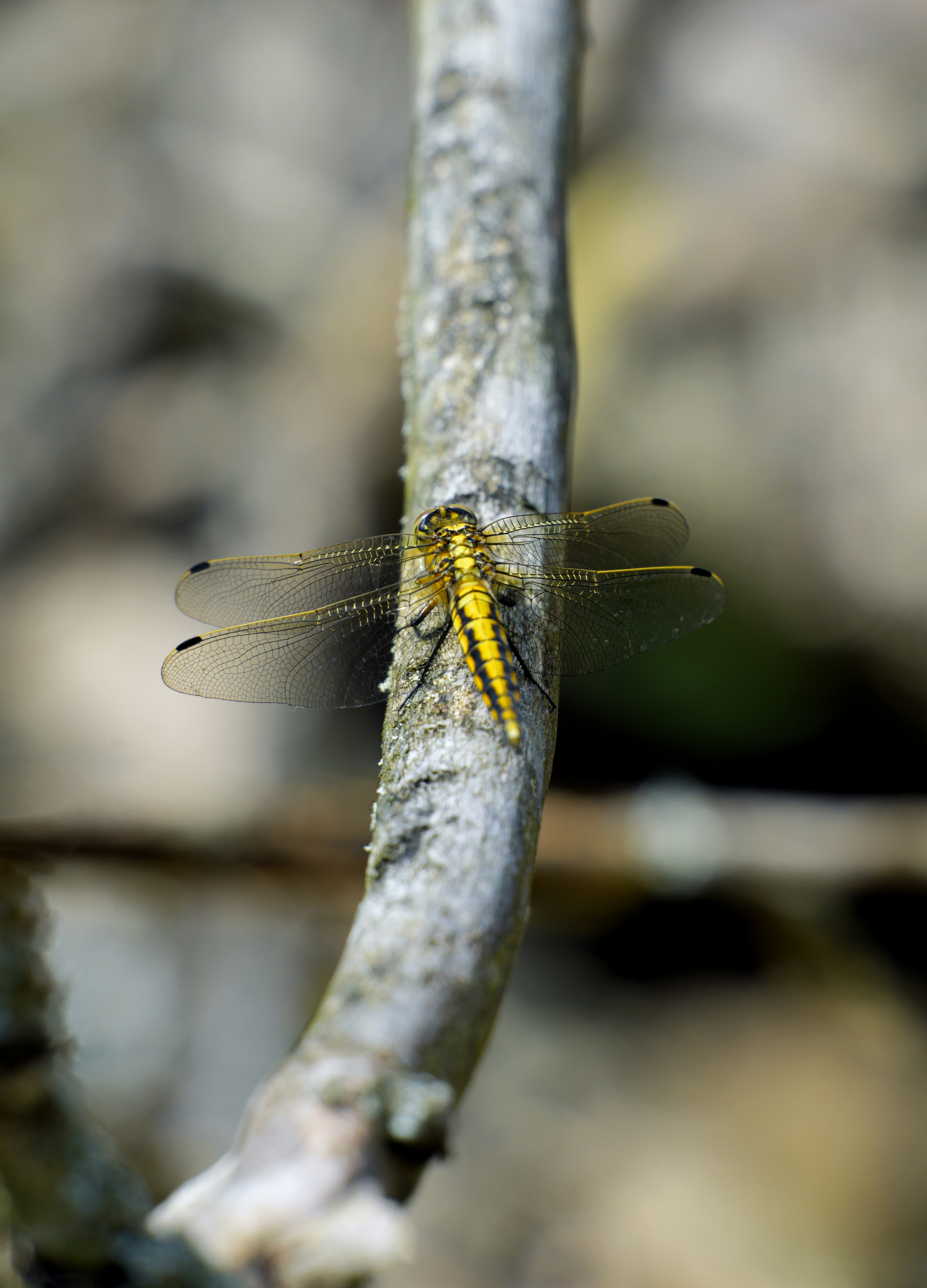 Amber Dragonfly on a Weathered Twig: A Close-Up Moment