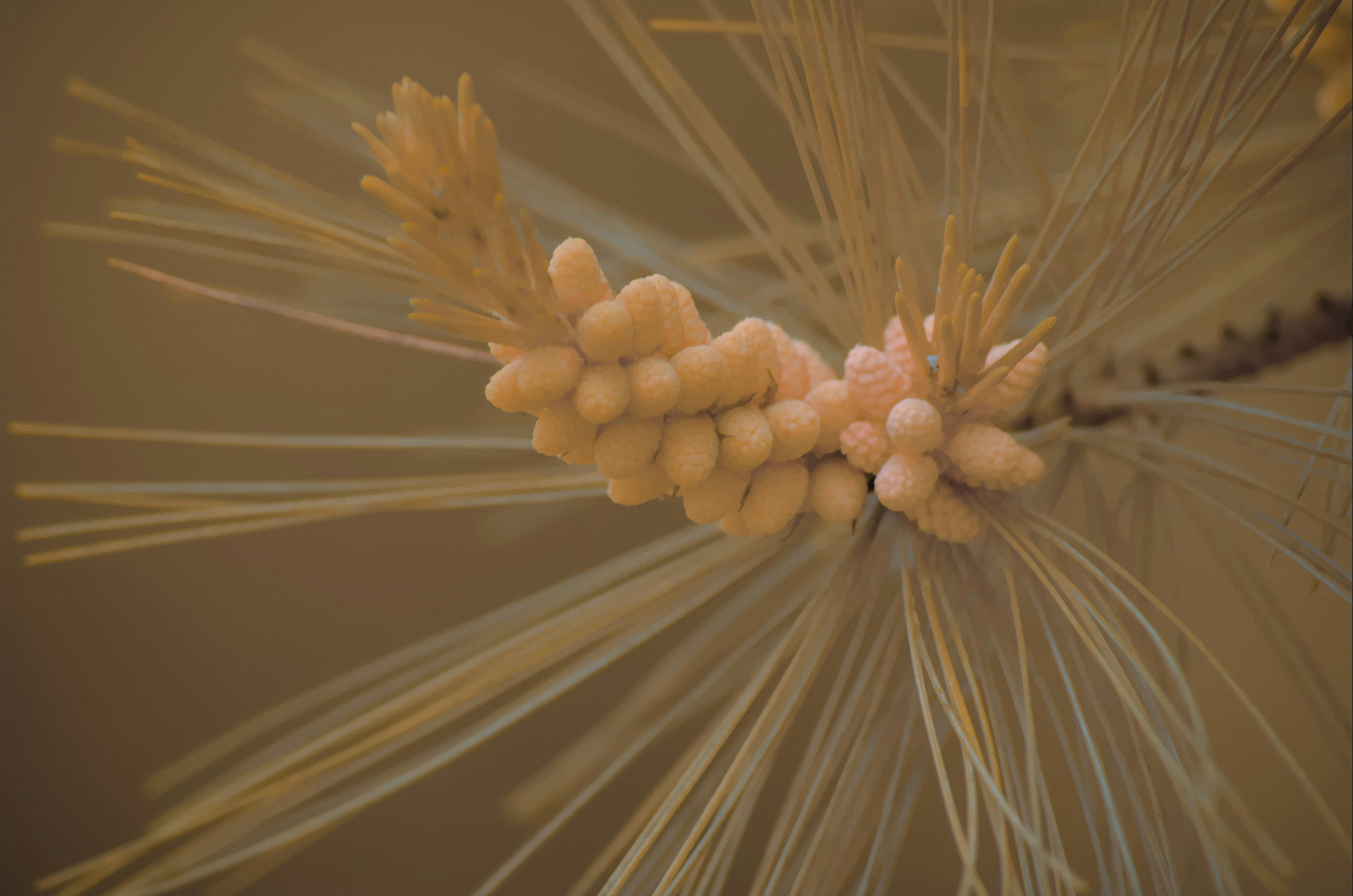 A close up of a pine tree branch photo – Free Tree Image on Unsplash