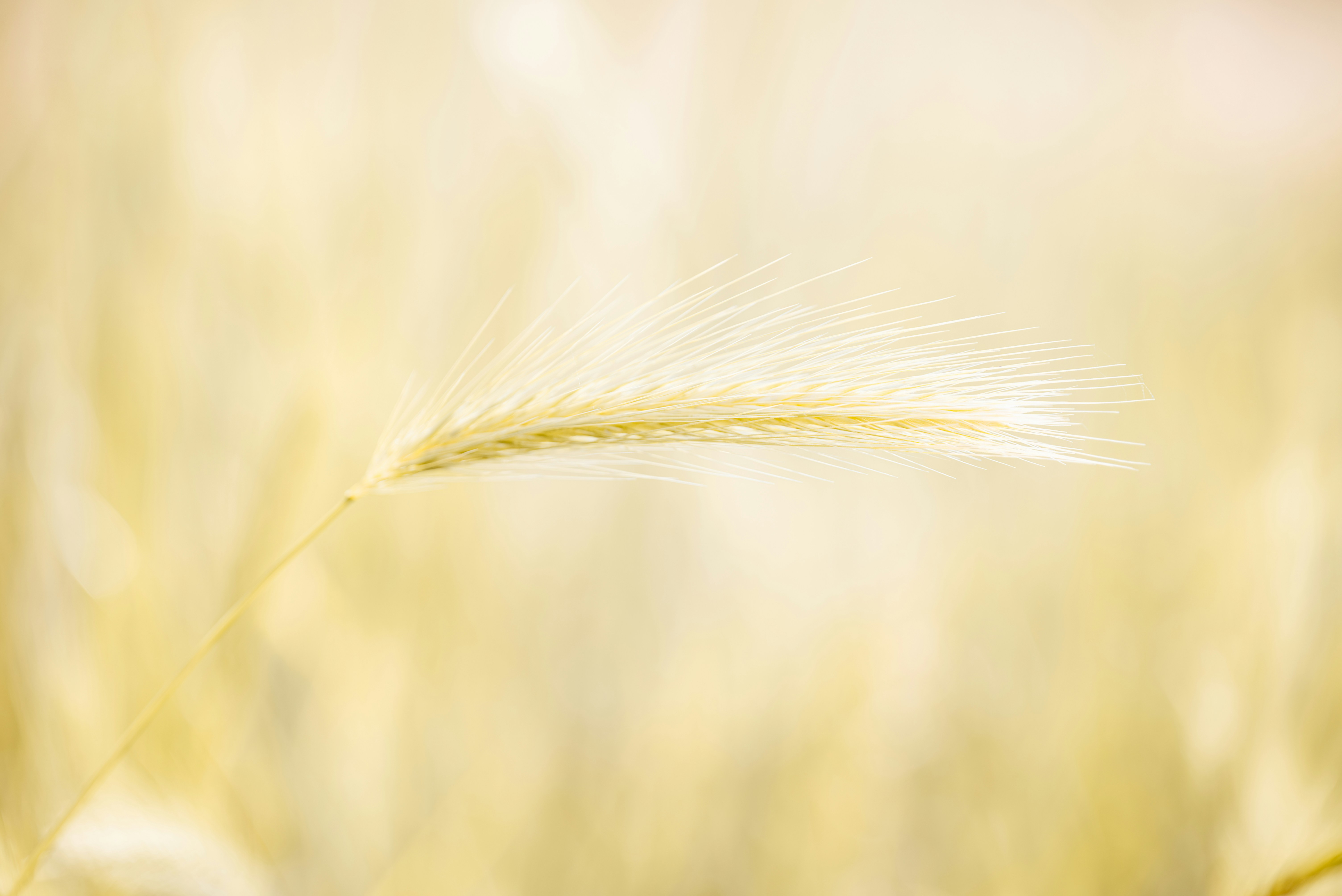 Golden Ear of Dawn: A Lone Wheat Head in Soft Focus
