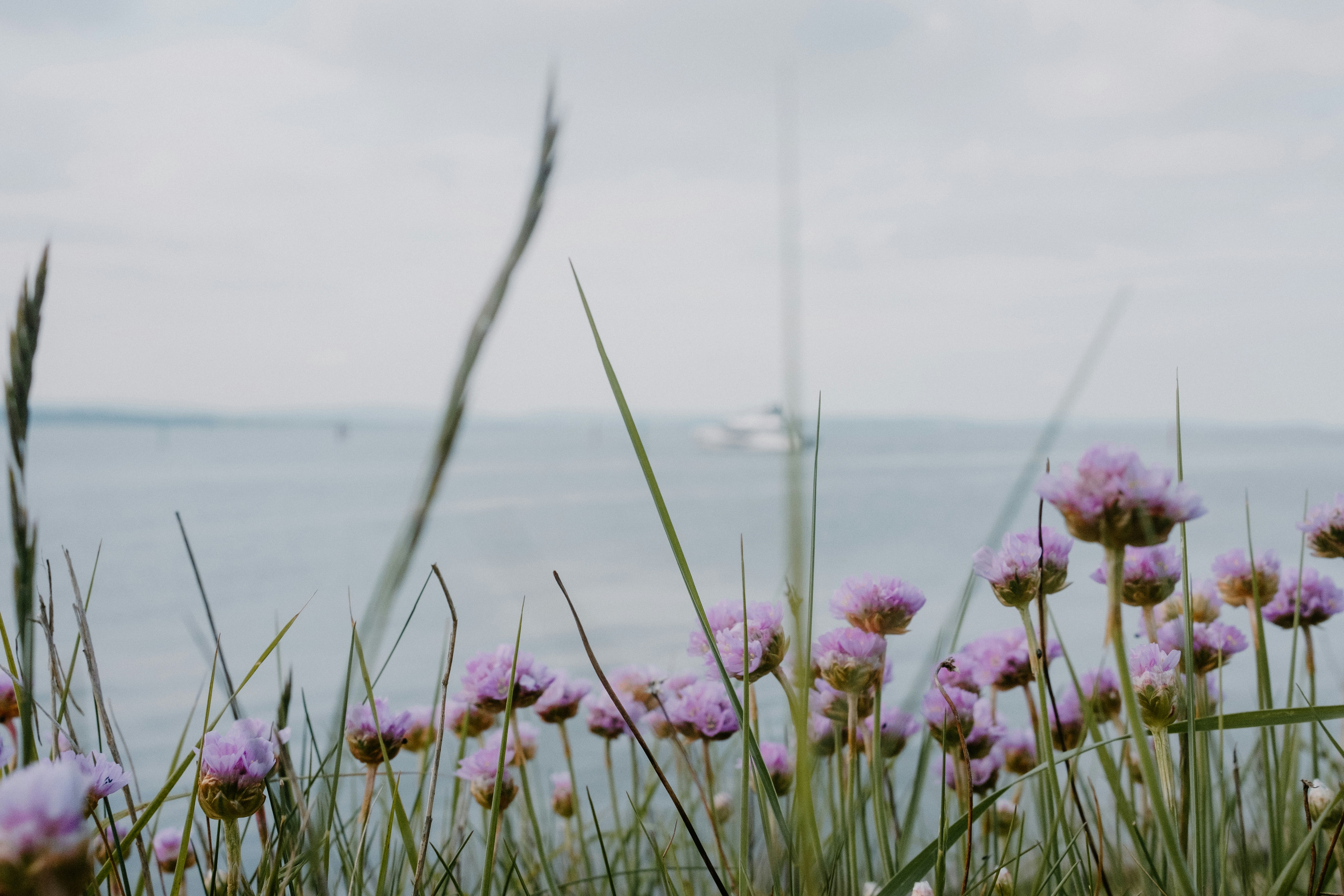 Pink Pom-Pom Blooms Framing a Quiet Seascape