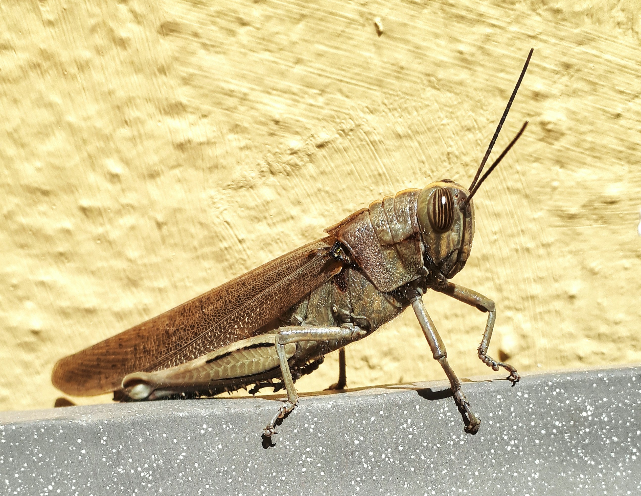 Nature's Intricate Architect: The Grasshopper's Perspective