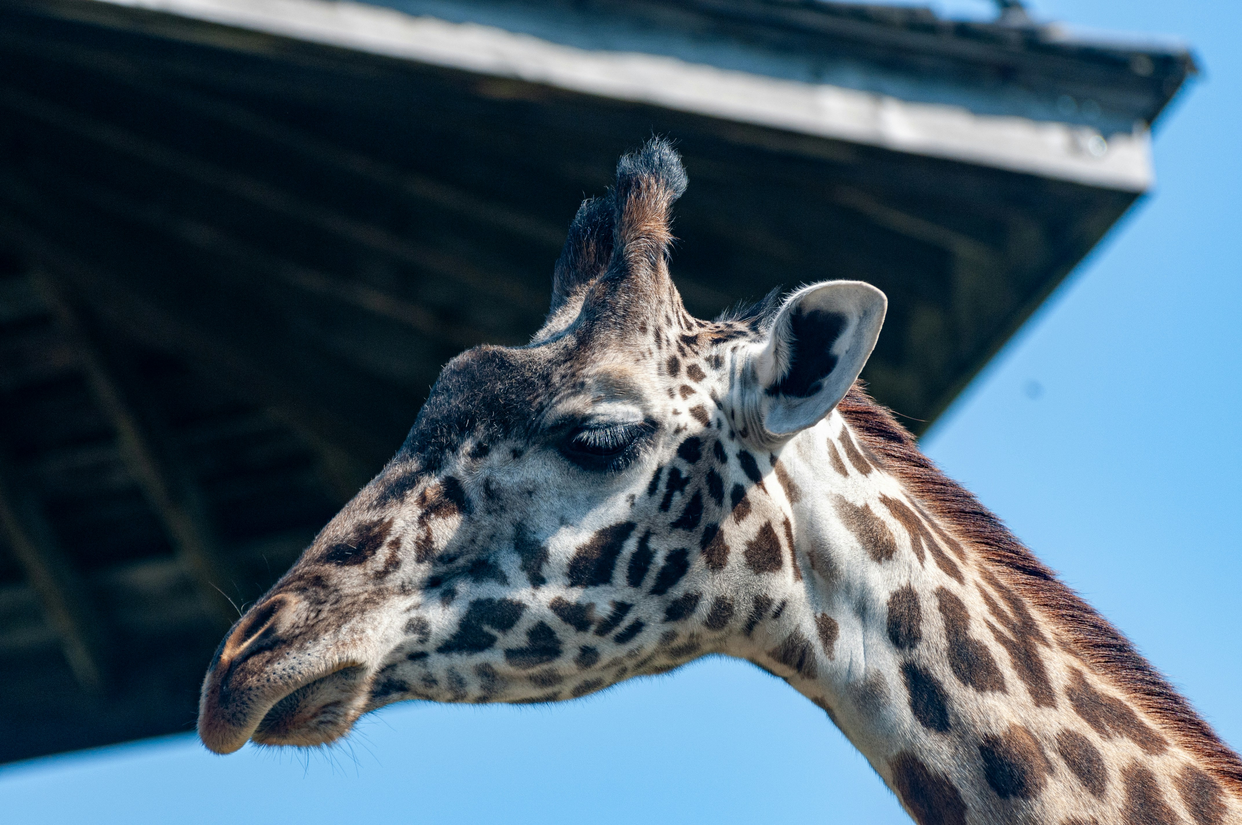 Giraffe Portrait Under Bright Blue Sky