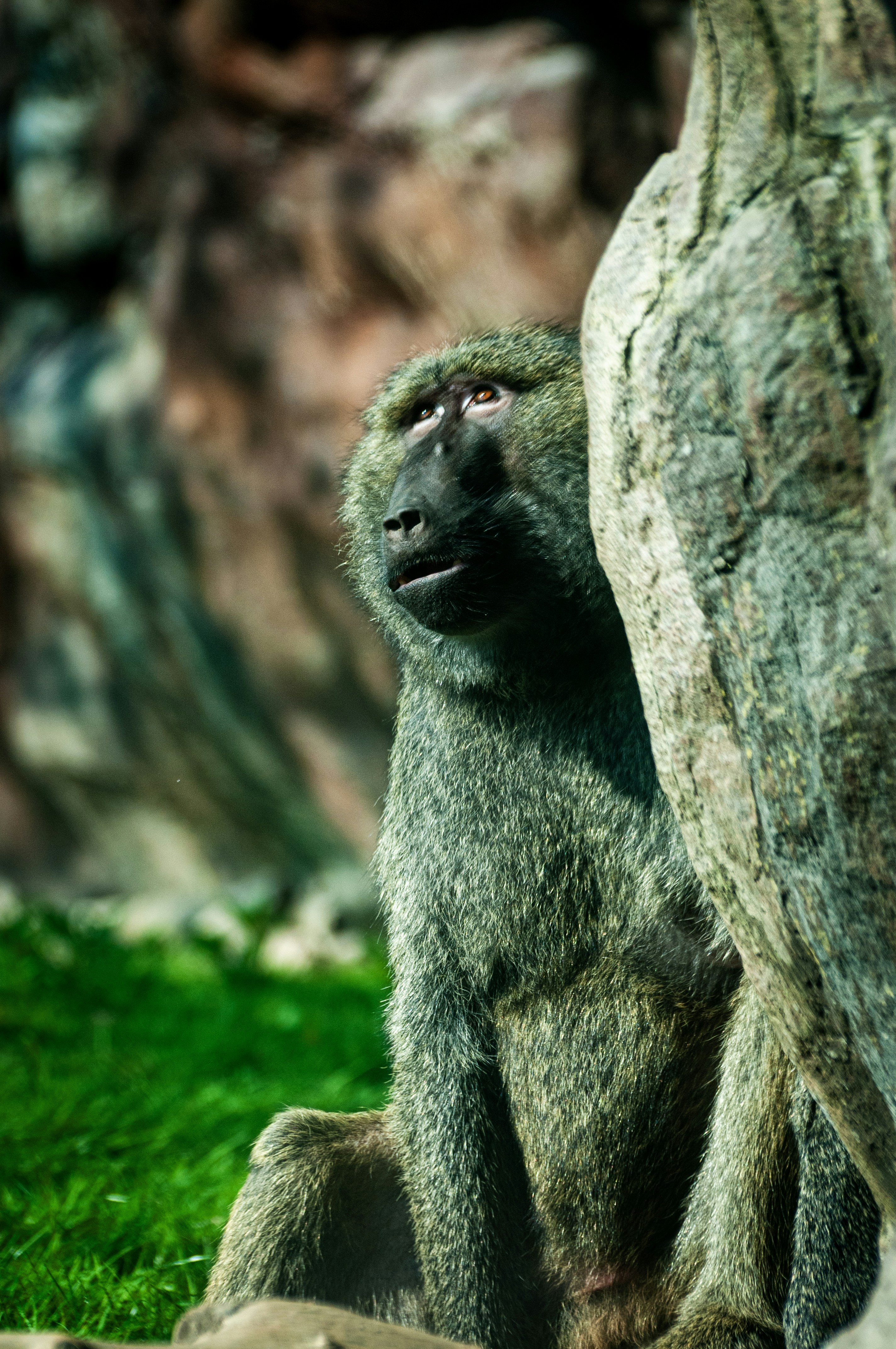 Stone-Gazer: A Baboon Pauses Behind a Weathered Rock in Dappled Light
