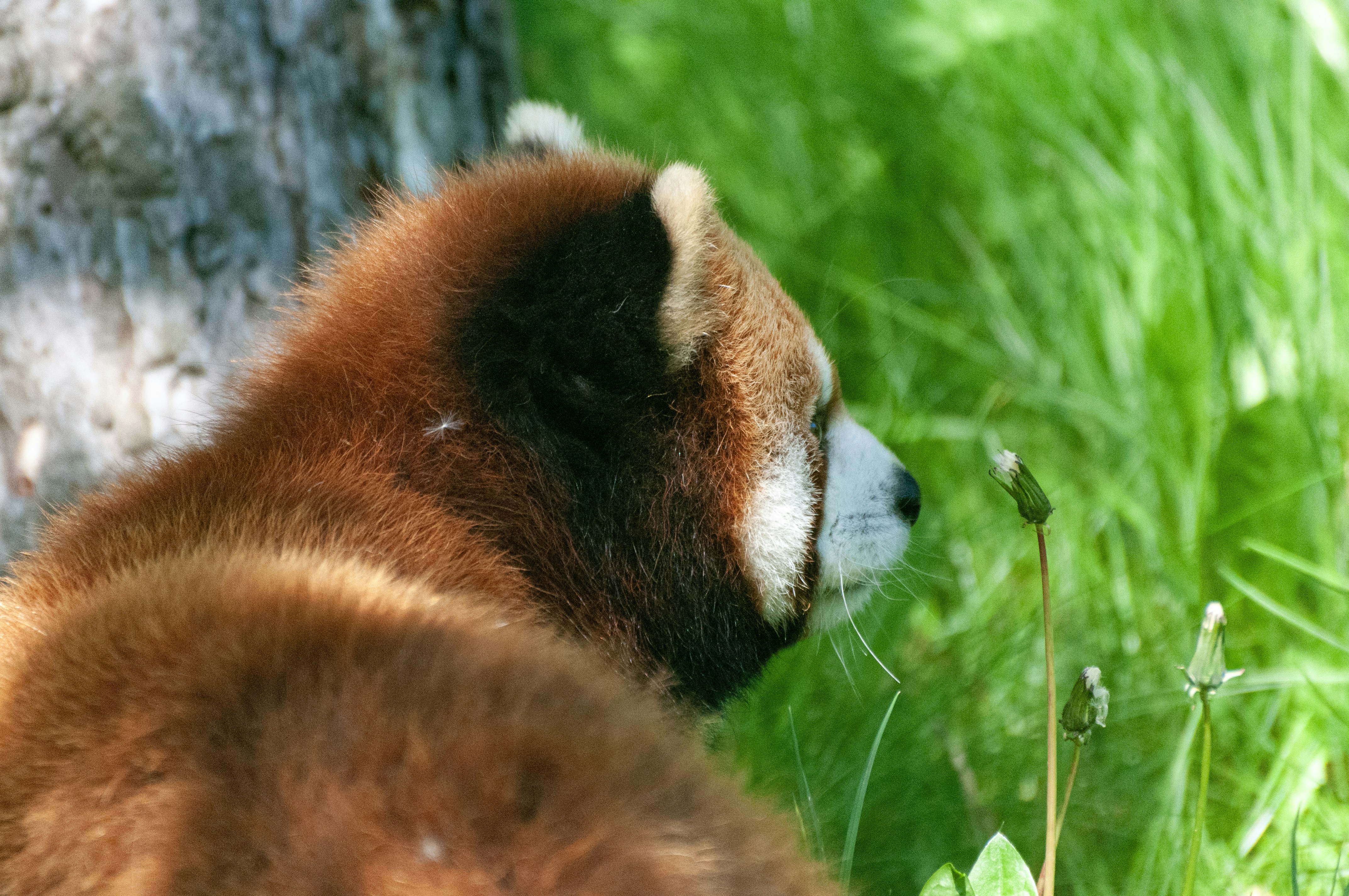 Red Panda Back-View Amid Green Grass and Tree Trunk