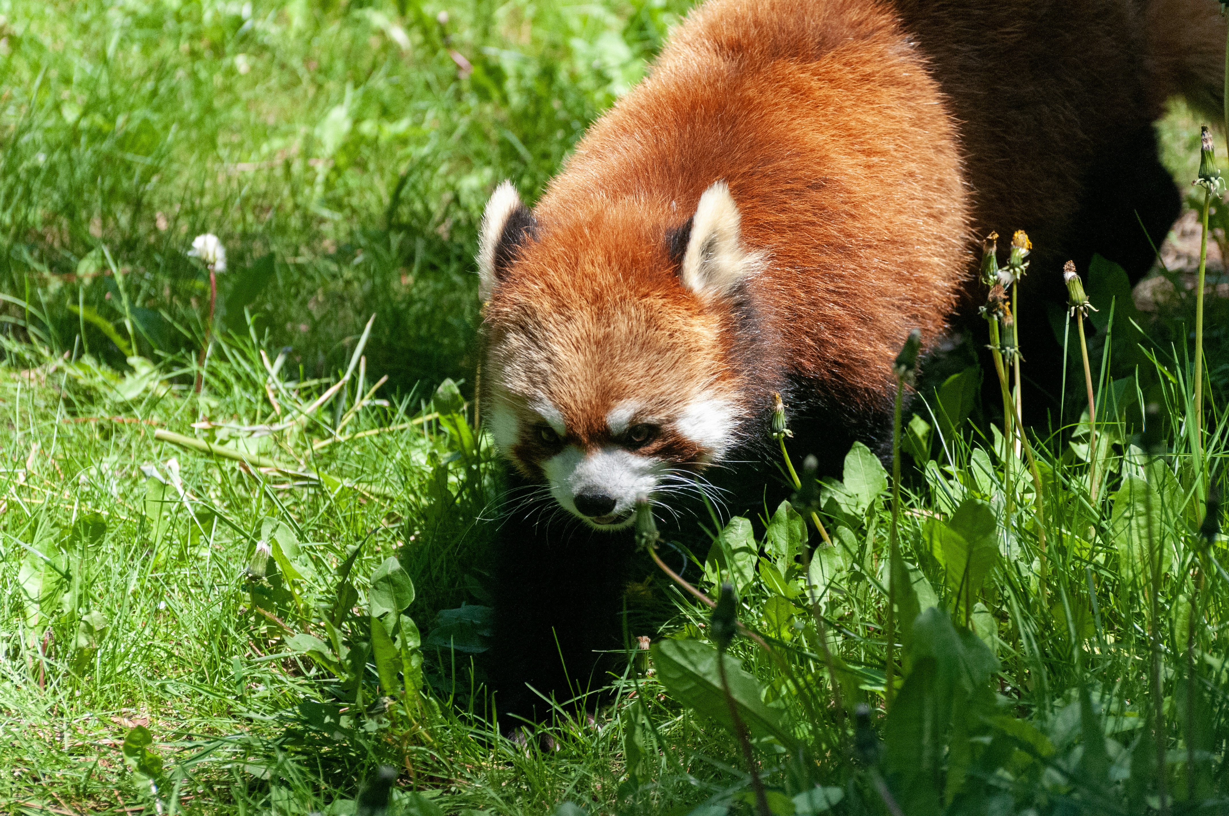 Red Panda Navigates Sunlit Clover in a Quiet Meadow