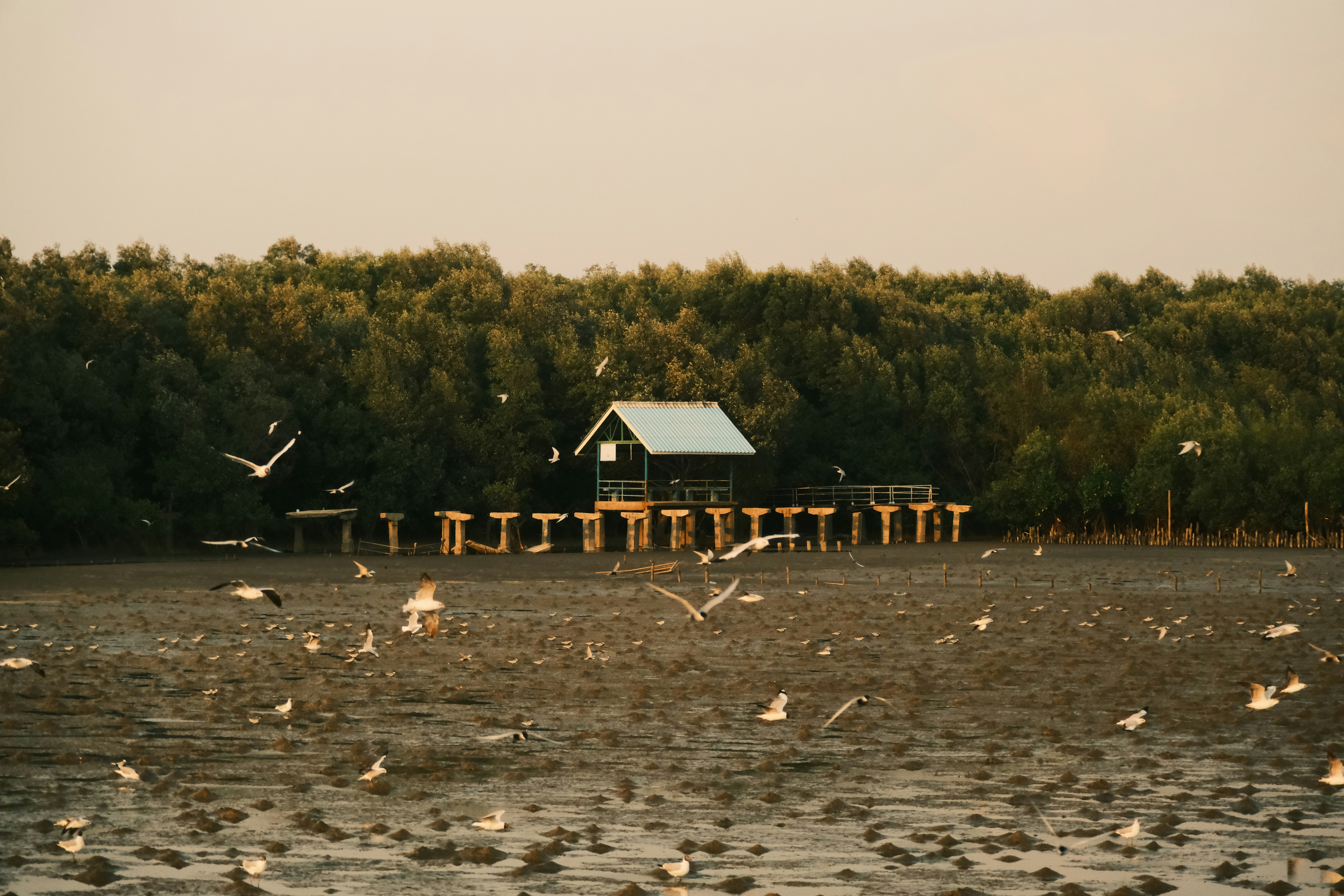 Old structure with blue roof in front of a forest in the warm glow of the sunset. Seagulls and wetland in the foreground | a flock of birds flying over a body of water